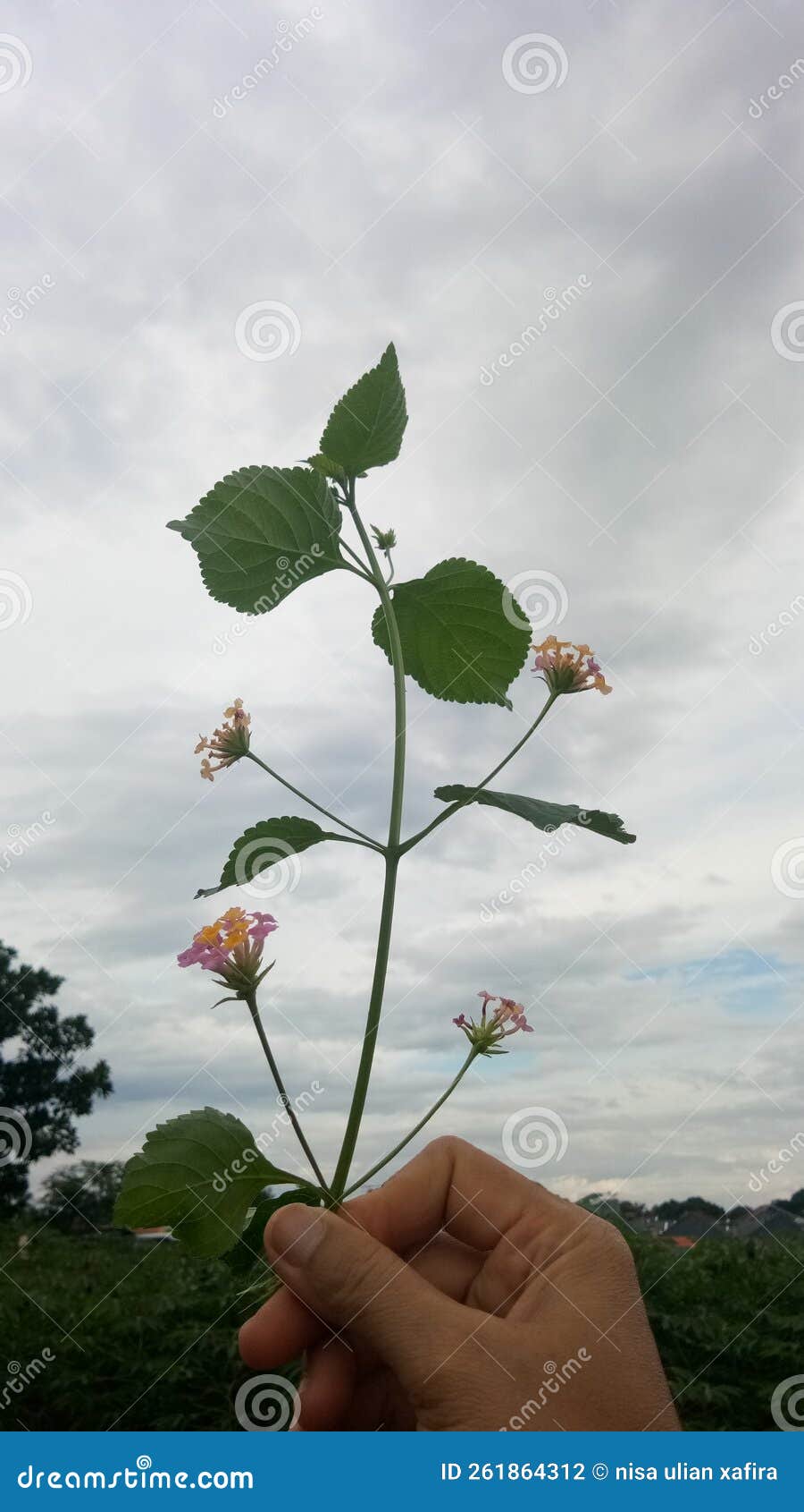 Beautiful object stock photo. Image of leaf, food, bautiful - 261864312