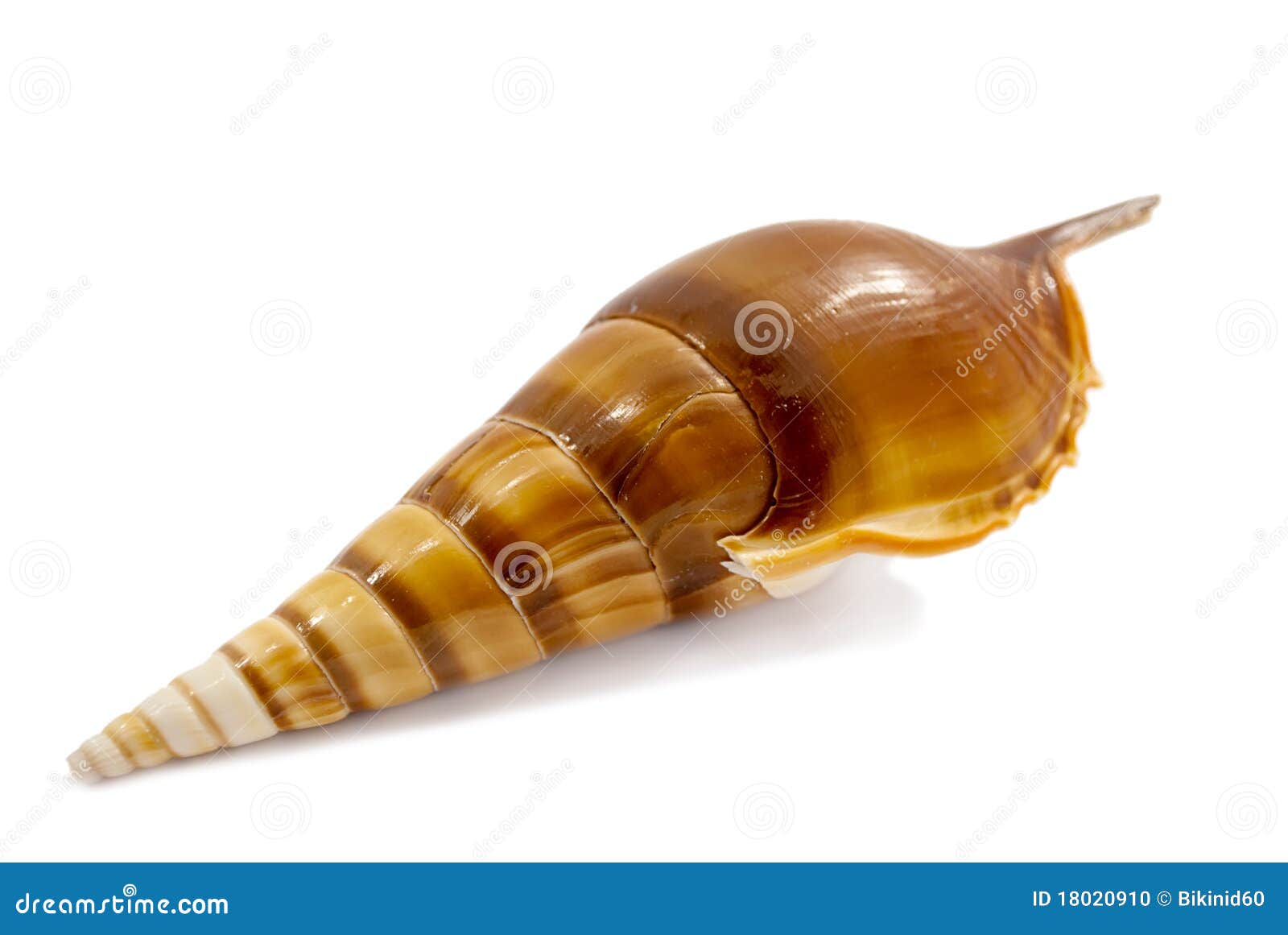 Beautiful ocean shell stock photo. Image of orange, shell - 18020910