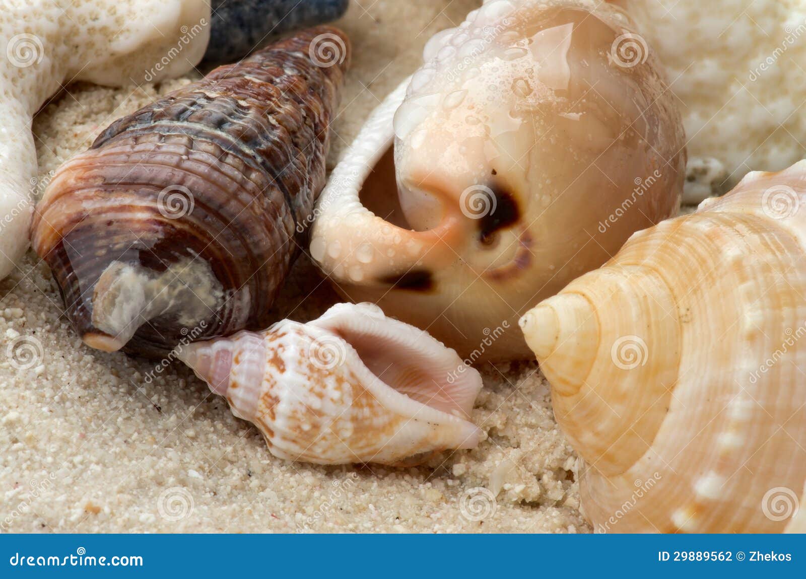 Conch Shells stock photo. Image of coastline, colored - 29889562