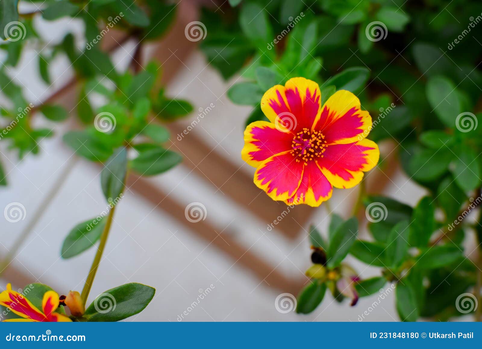 Beautiful Office Time Flower with Leaves. Used Selective Focus Stock ...