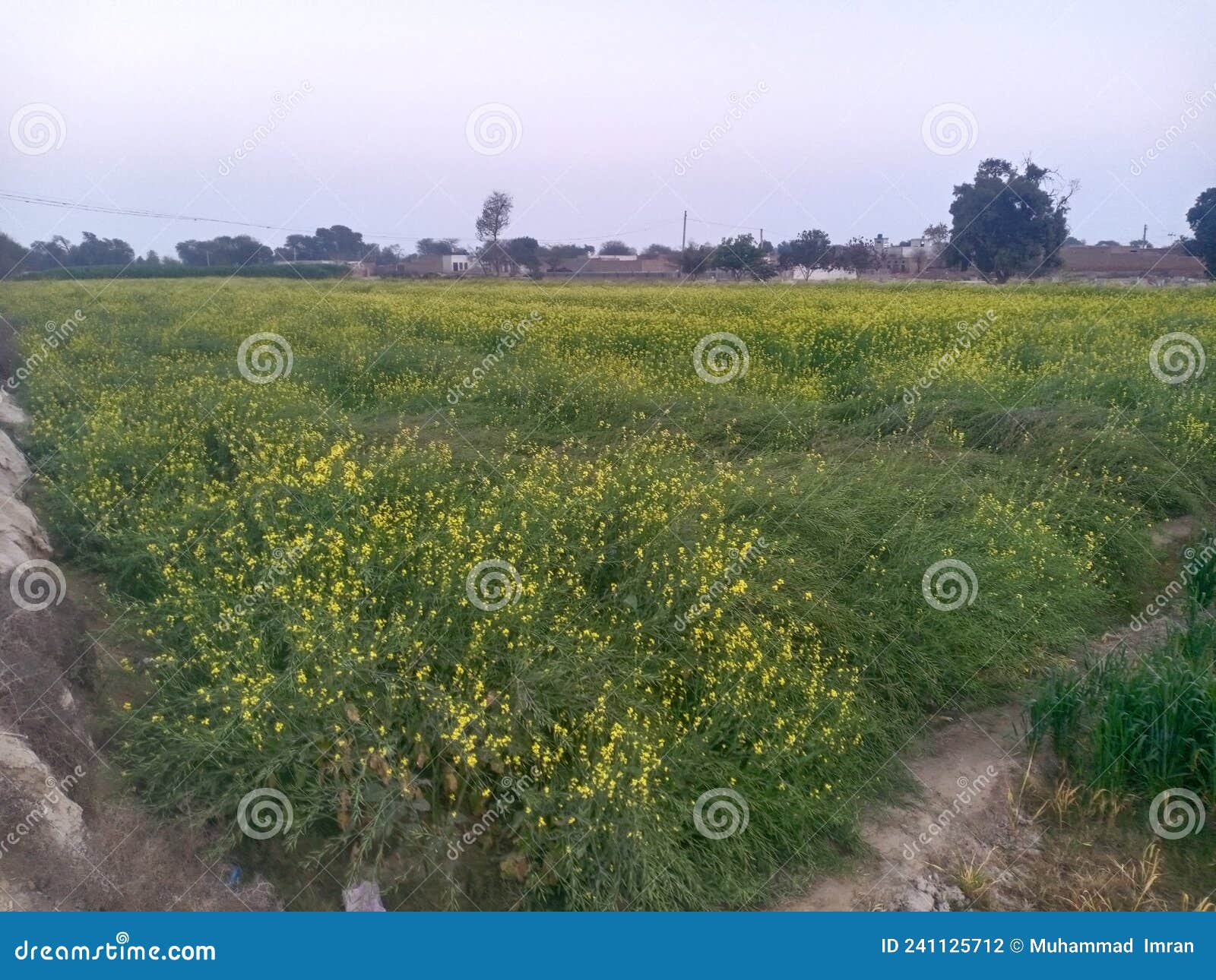 Beautiful oil crop scene stock photo. Image of wildflower - 241125712