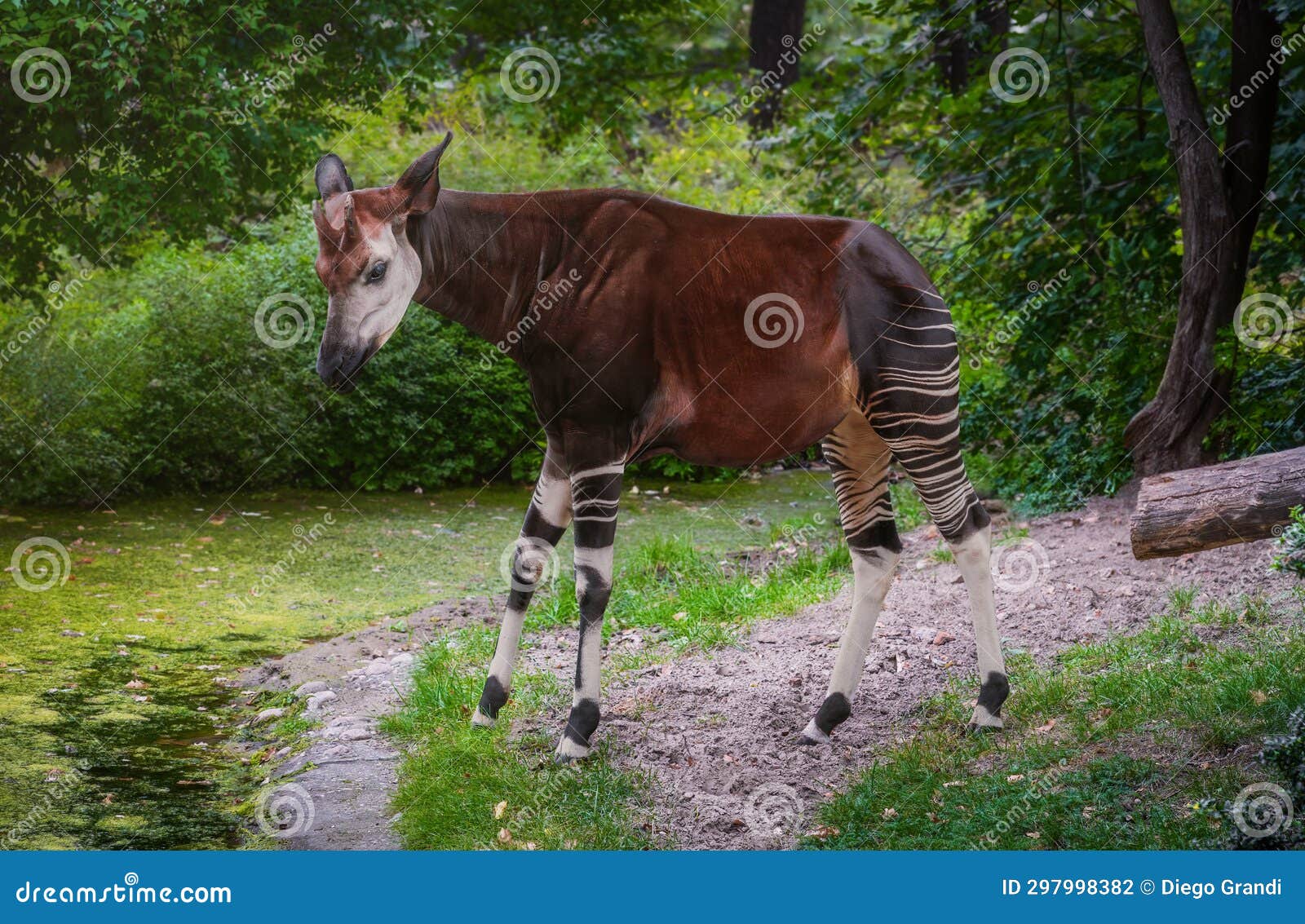 Beautiful Okapi standing stock photo. Image of cute - 297998382