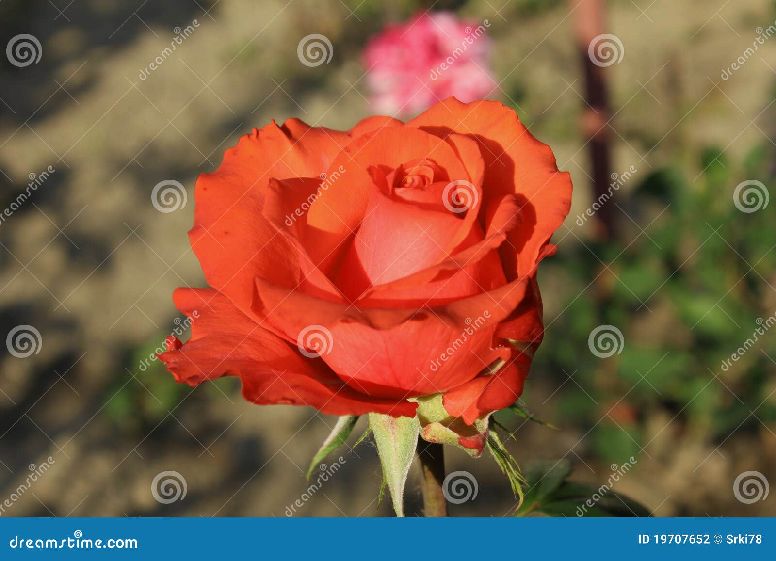 Beautiful oklahoma rose stock photo. Image of nature - 19707652