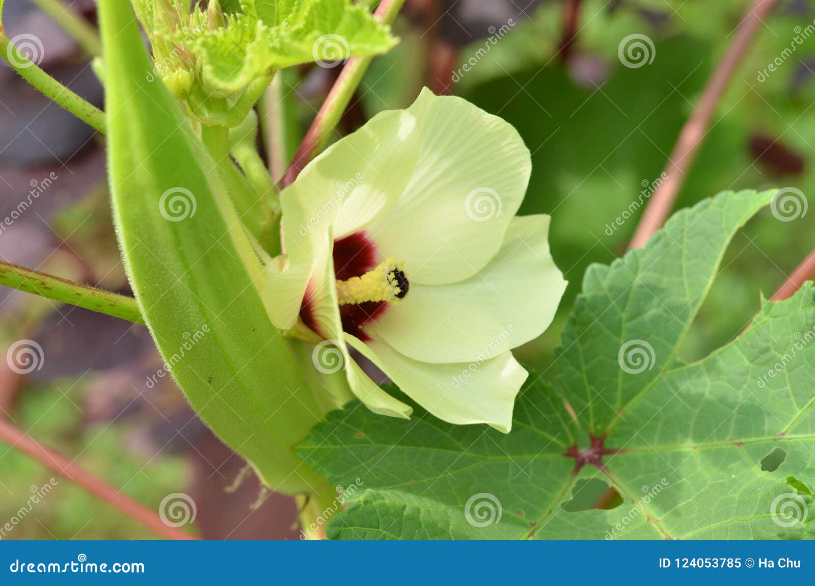 Beautiful Okra Flower with Fruit in the Garden Stock Image - Image of ...