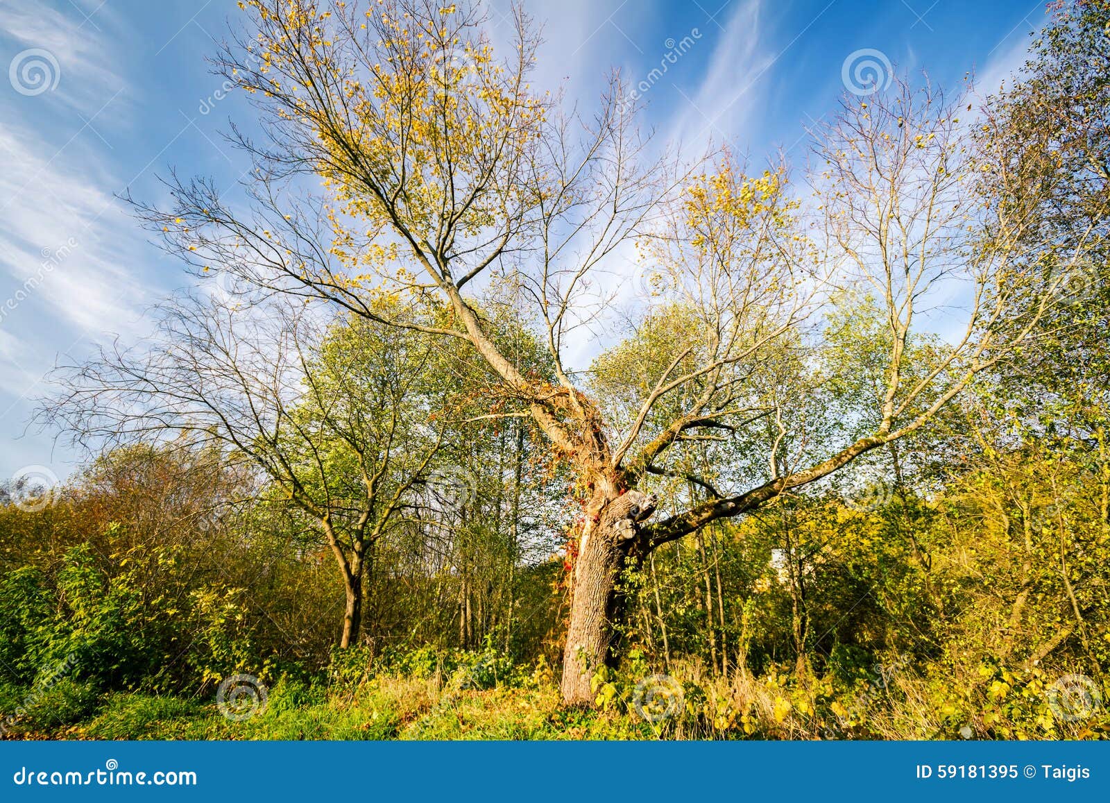 Beautiful old autumn tree stock image. Image of natural - 59181395