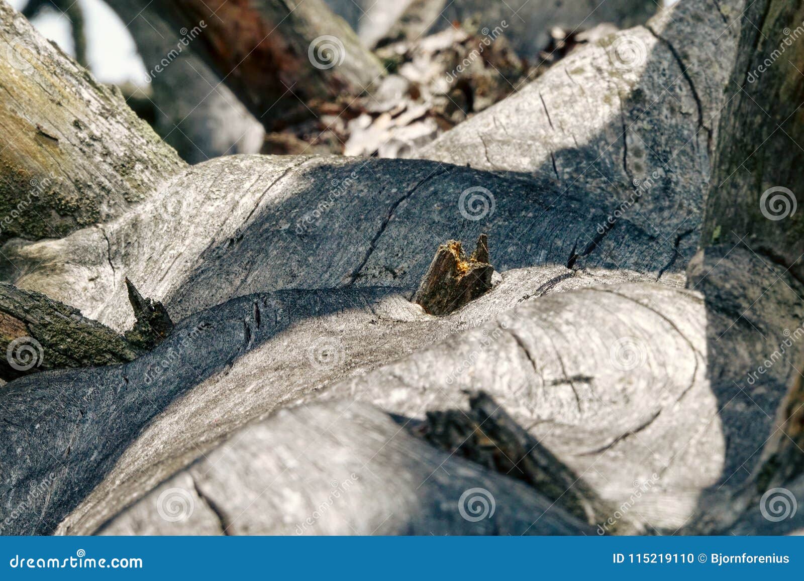 A beautiful old dead tree stock photo. Image of brown - 115219110