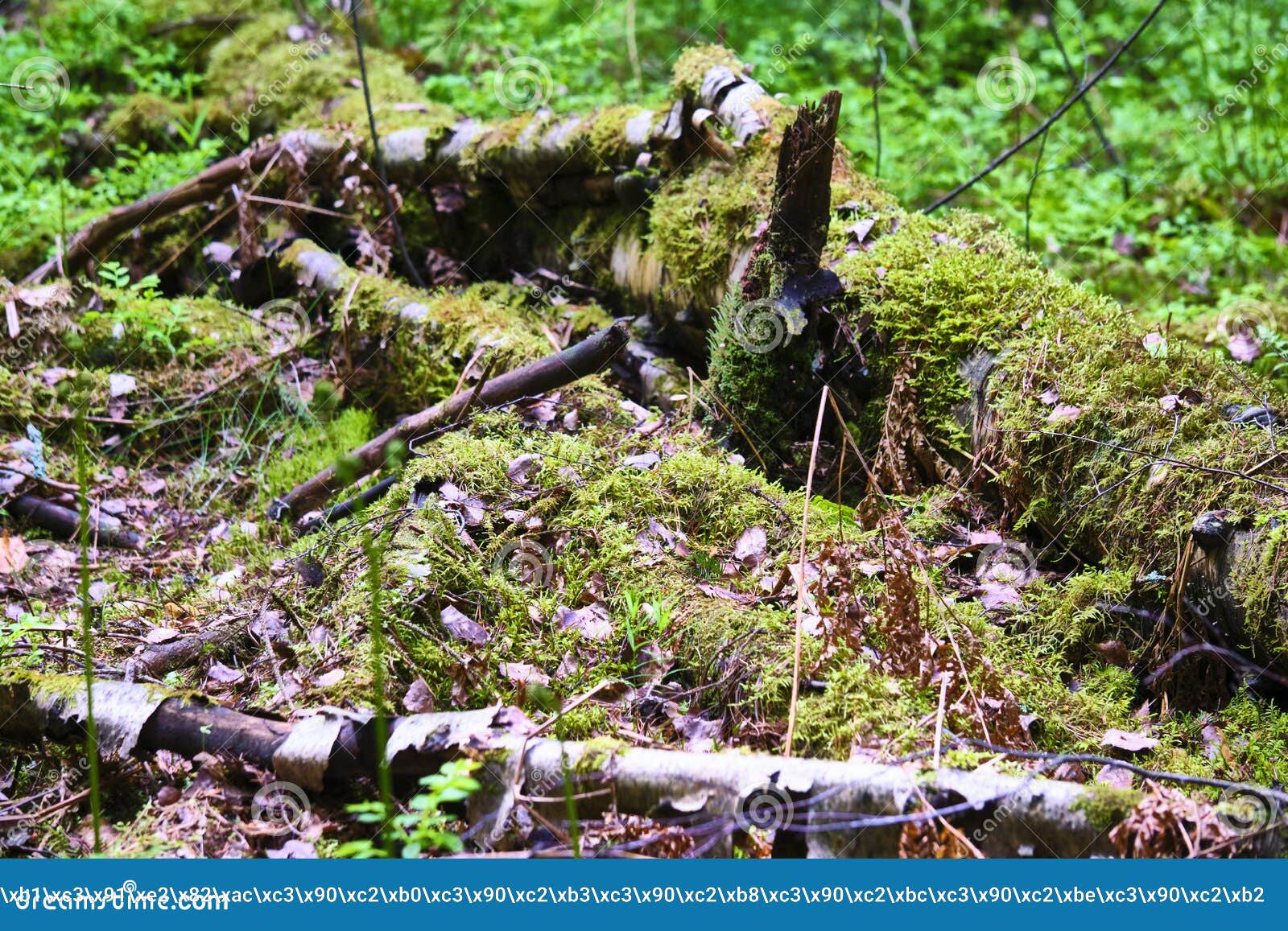 Beautiful Old Fallen Tree in the Woods Color Stock Image - Image of ...