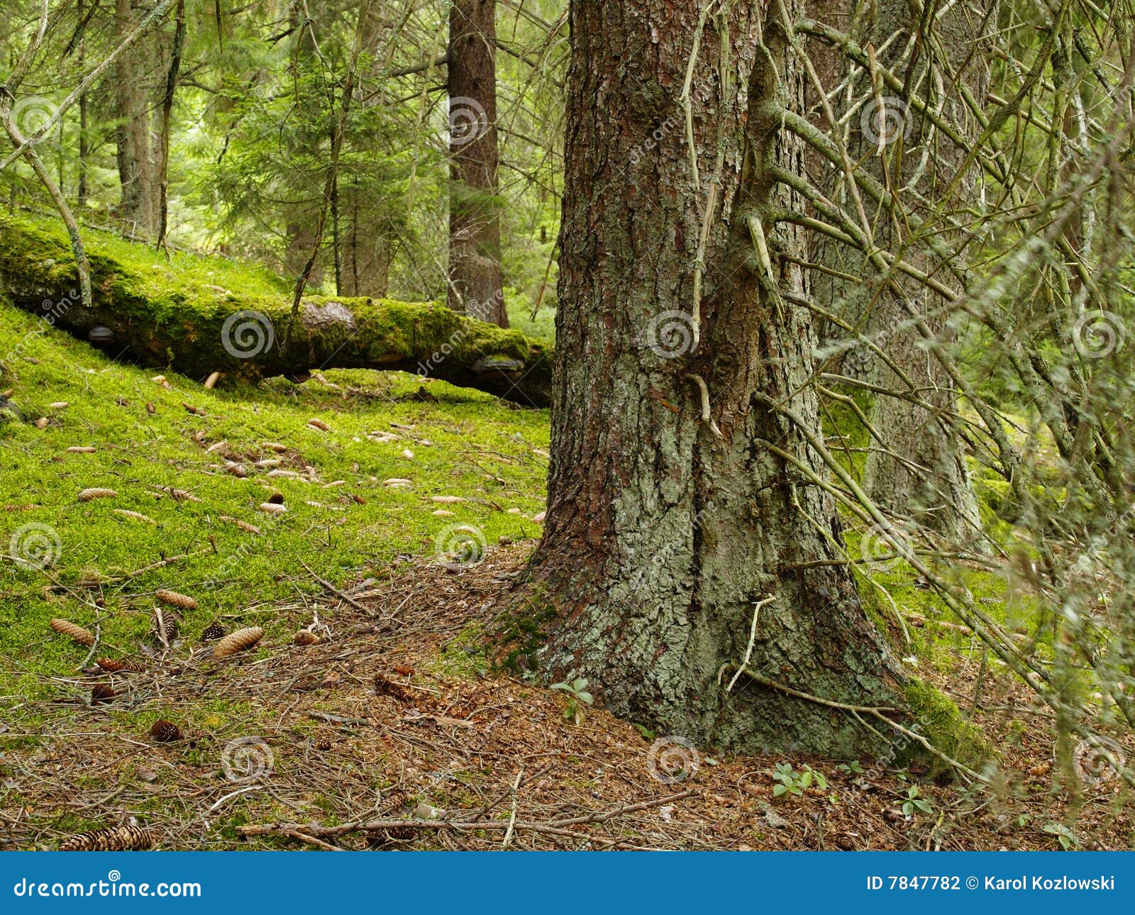 Beautiful Old Forest stock photo. Image of beautiful, nature - 7847782