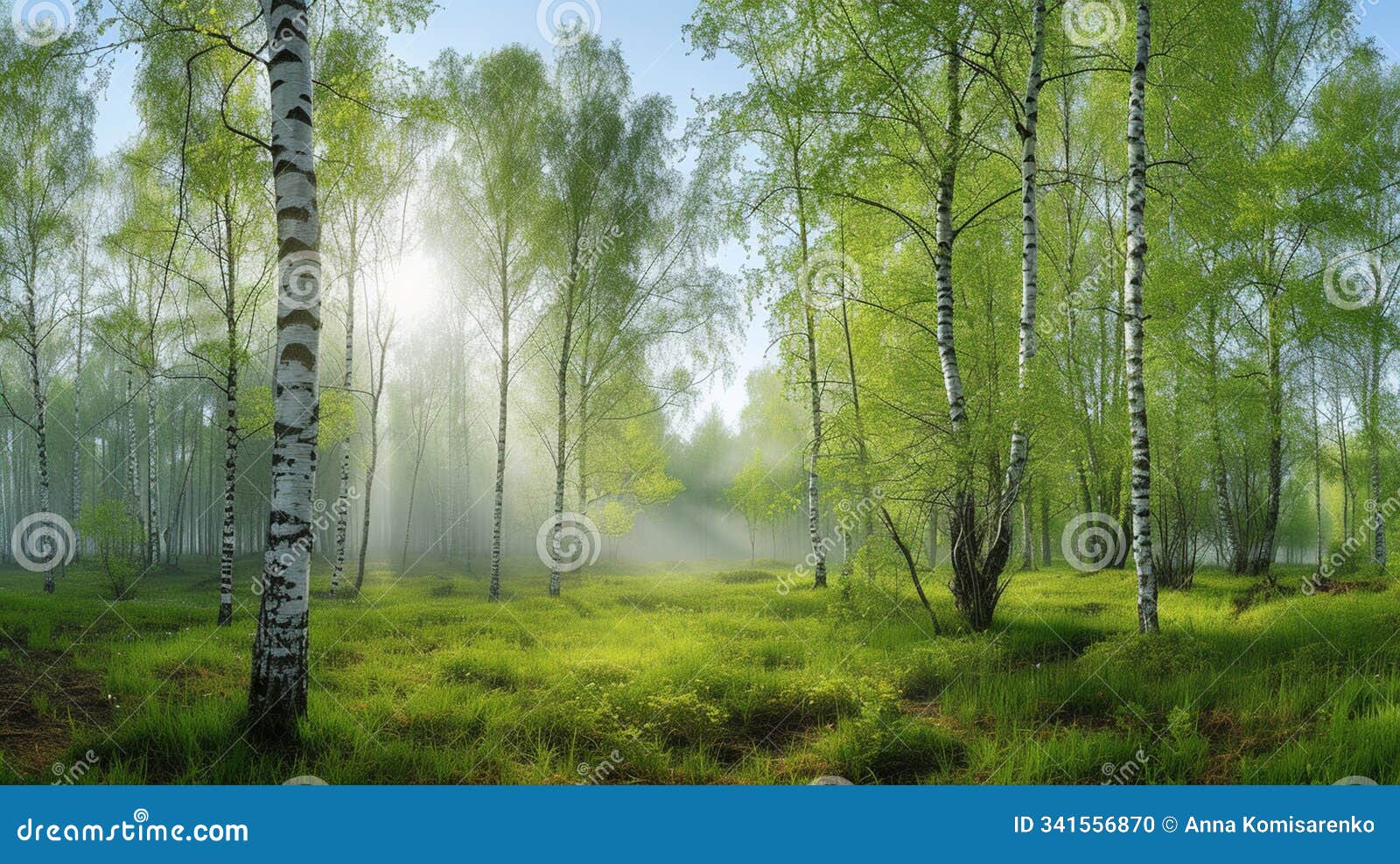 Beautiful Old Forest in the Fog Stock Photo - Image of mysterious, wood ...