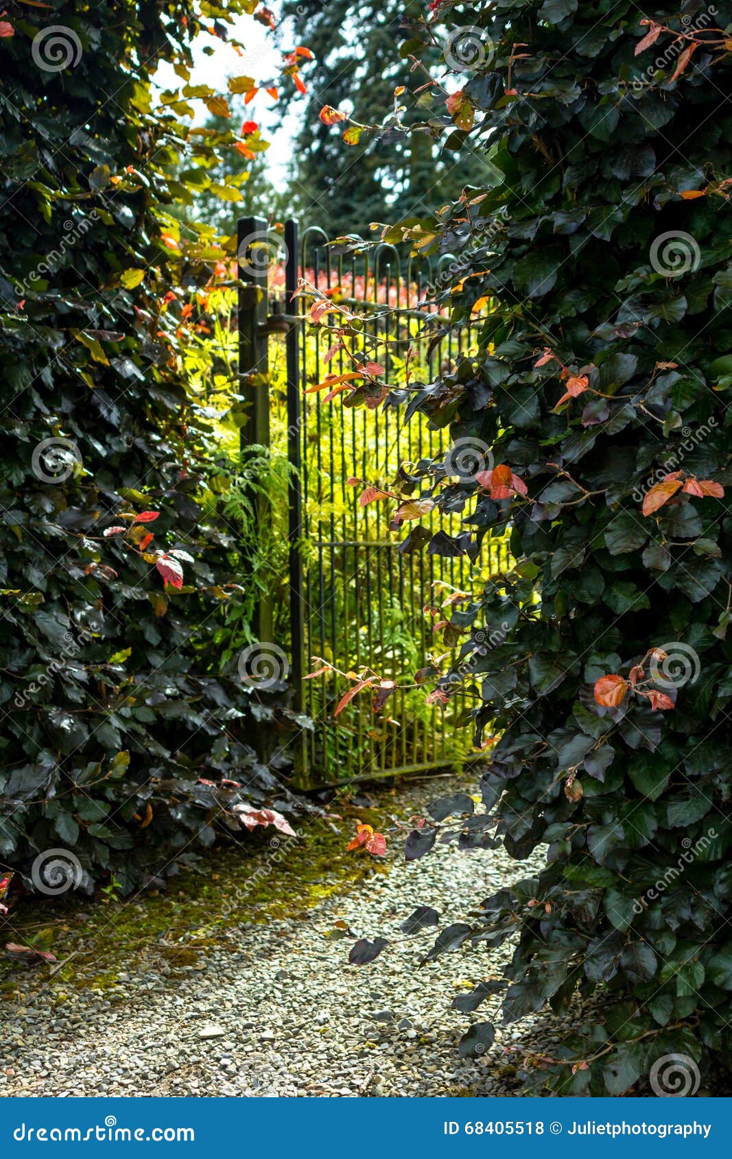 Beautiful Old Garden Gate with Hedges Stock Photo - Image of classic ...
