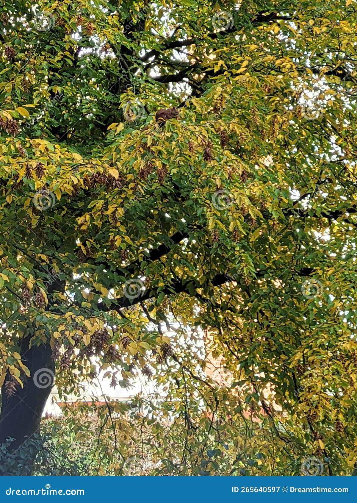 Beautiful Old Green Tree in Spring Stock Image - Image of tree ...