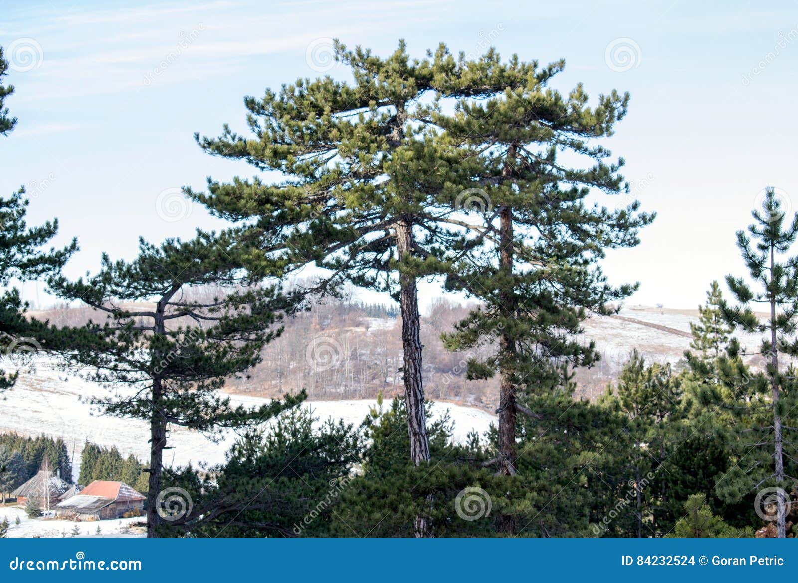 Beautiful Lebanon Cedar Tree Cedrus Libani With Group Of Young Lebanon ...