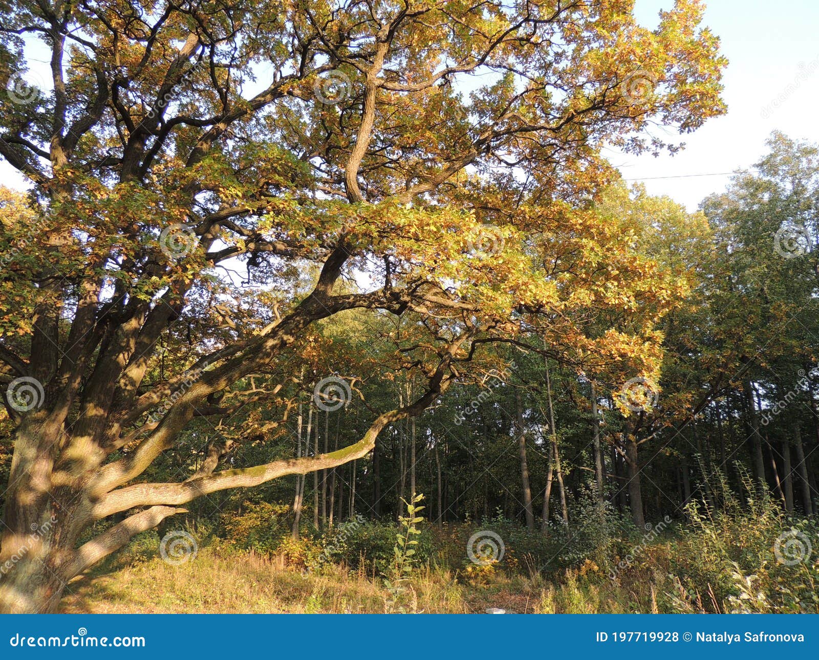 Beautiful Old Oak Trees in Autumn Stock Photo - Image of yellow ...