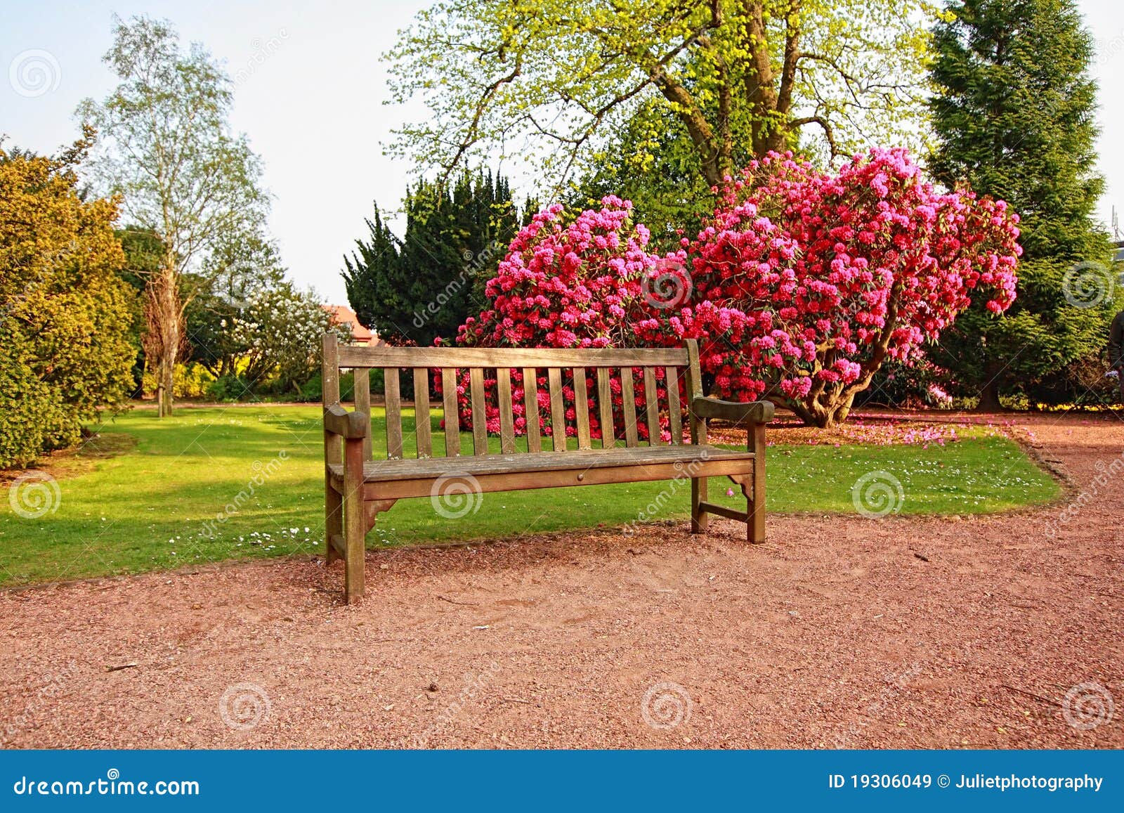 Beautiful, Old Park with Azalea Trees Stock Image - Image of bloom ...