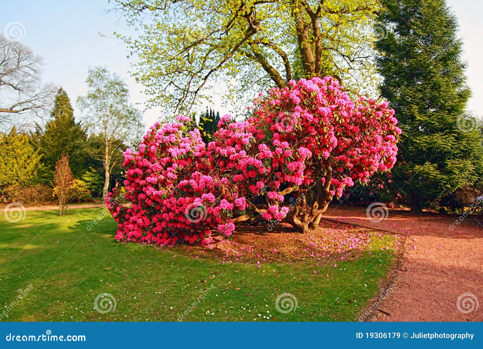 Azalea Trees Grown In Pot Royalty-Free Stock Photography ...