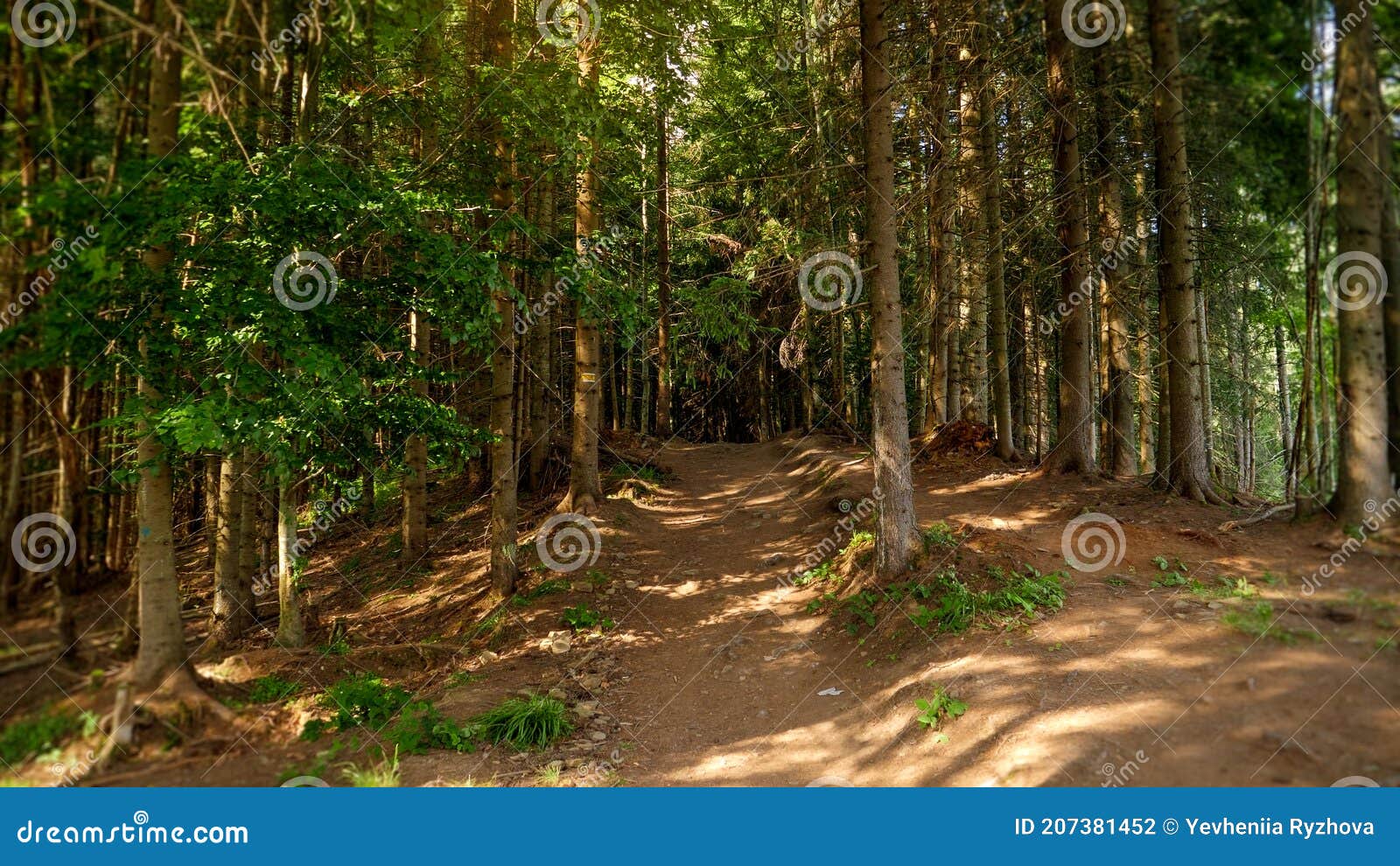 Beautiful Old Pine Tree Forest in Mountains with the Narrow Path Stock ...