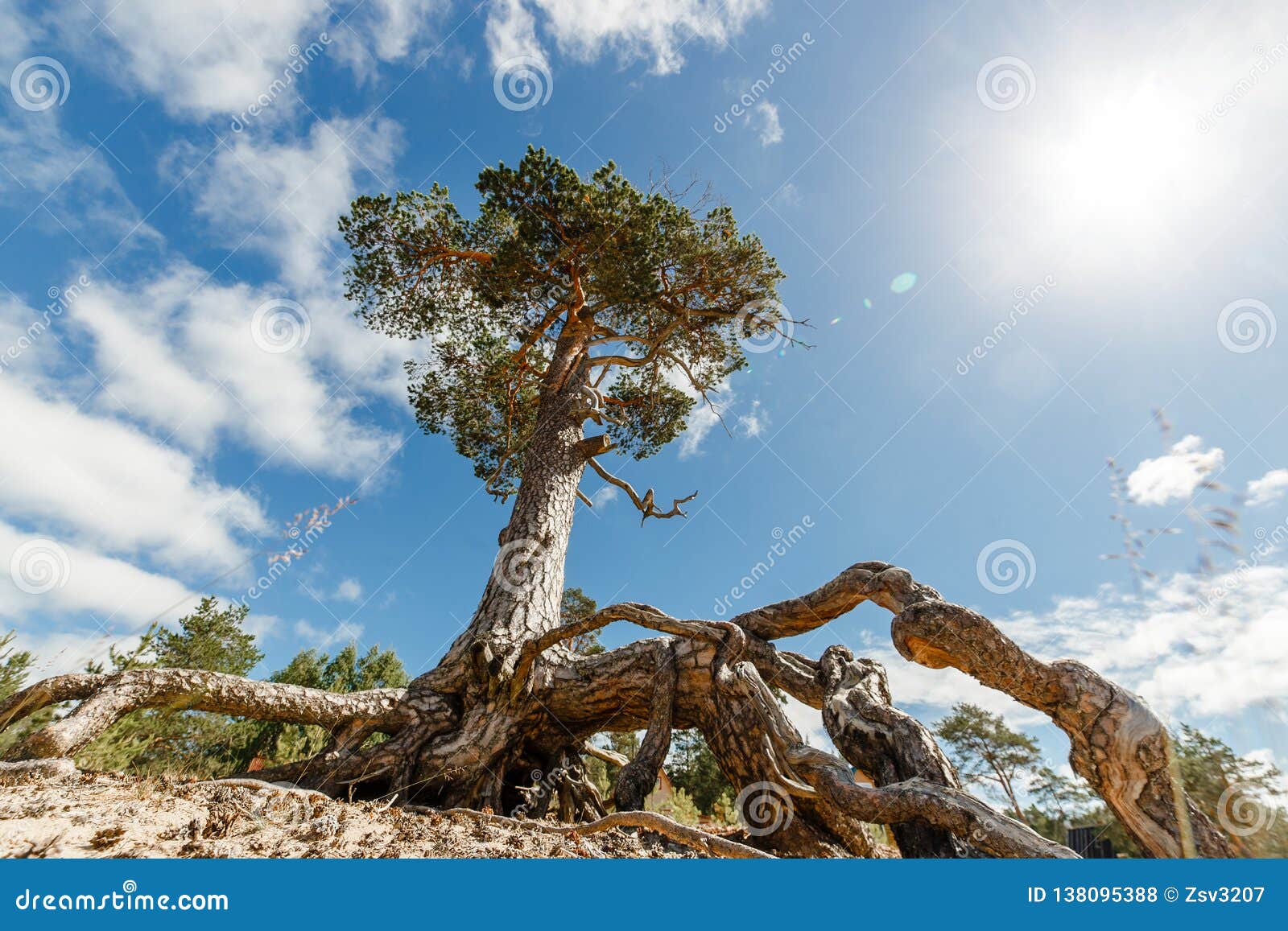 Beautiful Old Pine Tree with Large Root System on the Coast Stock Photo ...