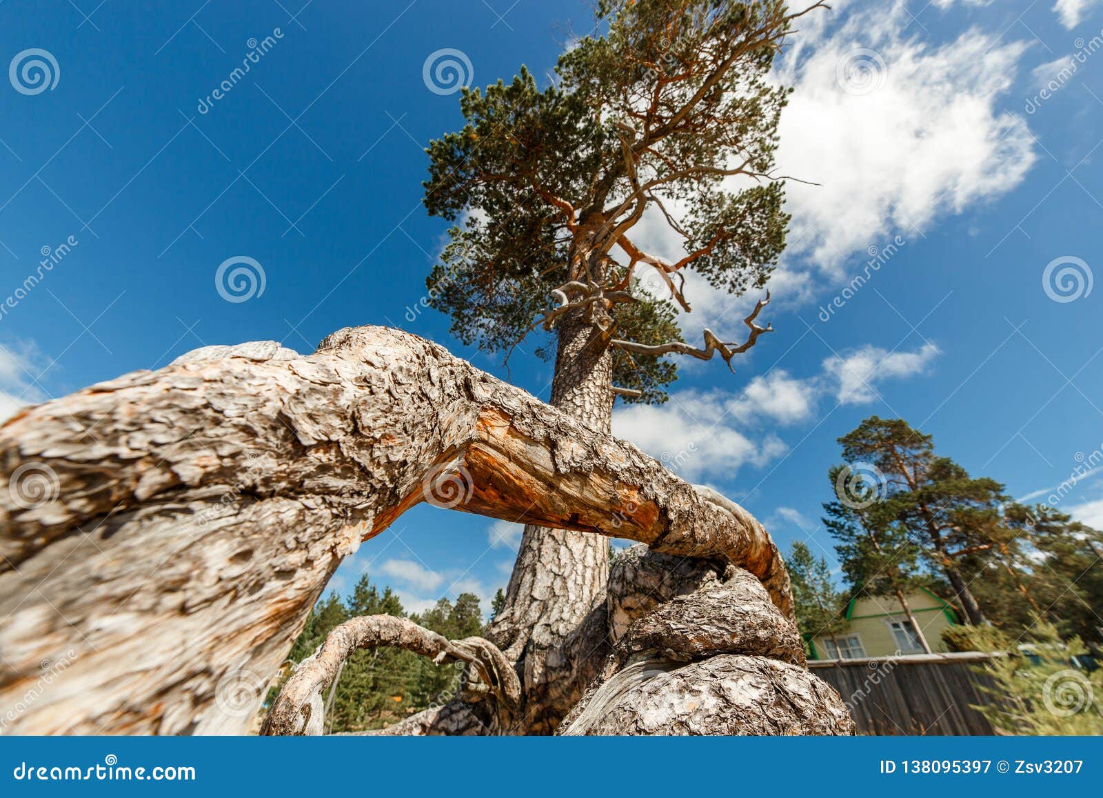 Beautiful Old Pine Tree with Large Root System on the Coast Stock Image ...