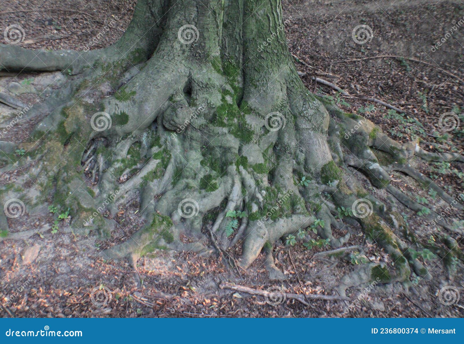 Beautiful, Old Roots of a Tree Stock Photo - Image of leaves, woodland ...