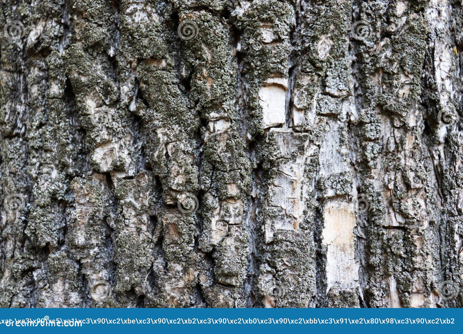 Beautiful Old Scratched Bark Surface Stock Photo - Image of organic ...