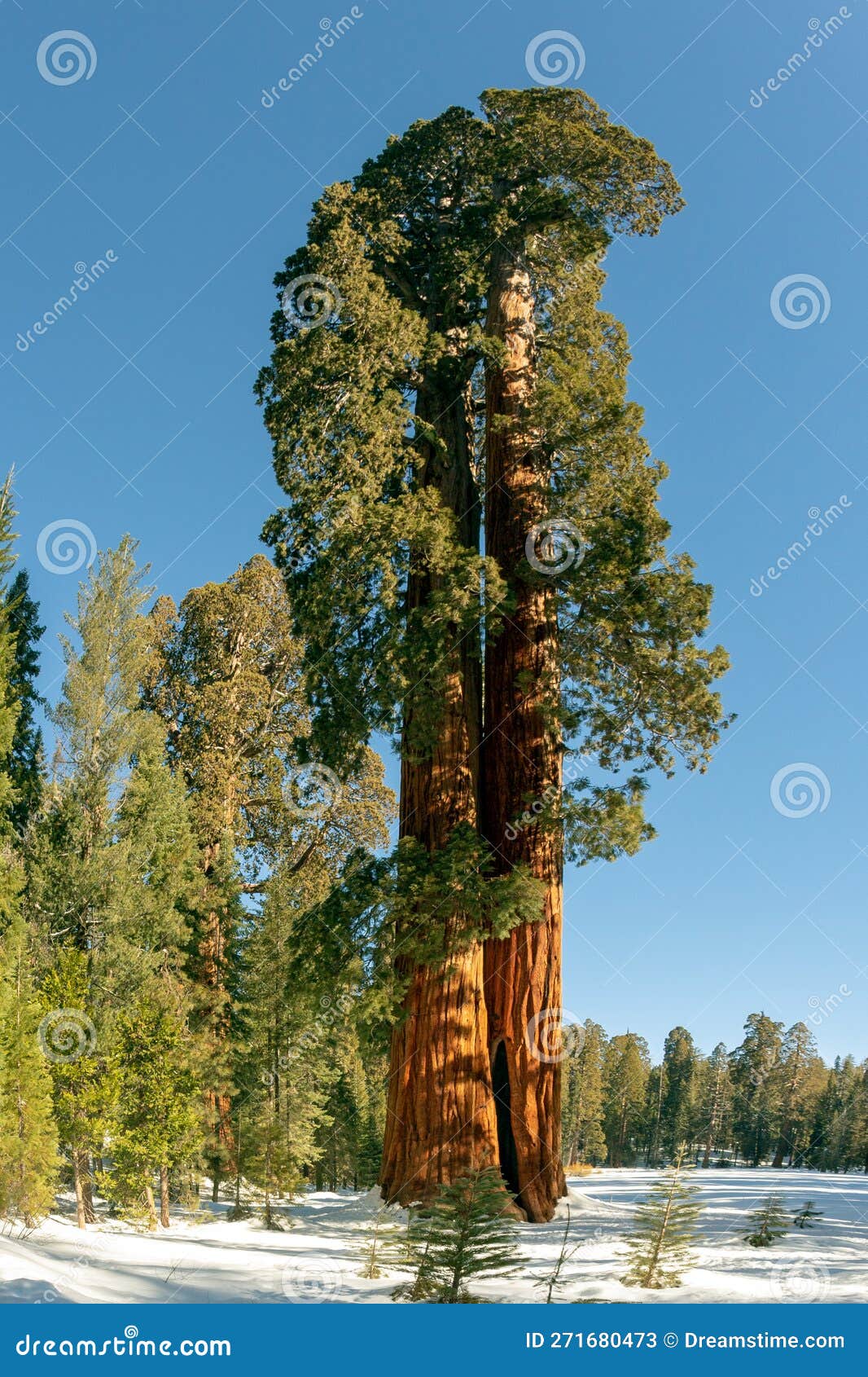 Beautiful Old Sequoia Trees Stock Image - Image of blue, sequoia: 271680473
