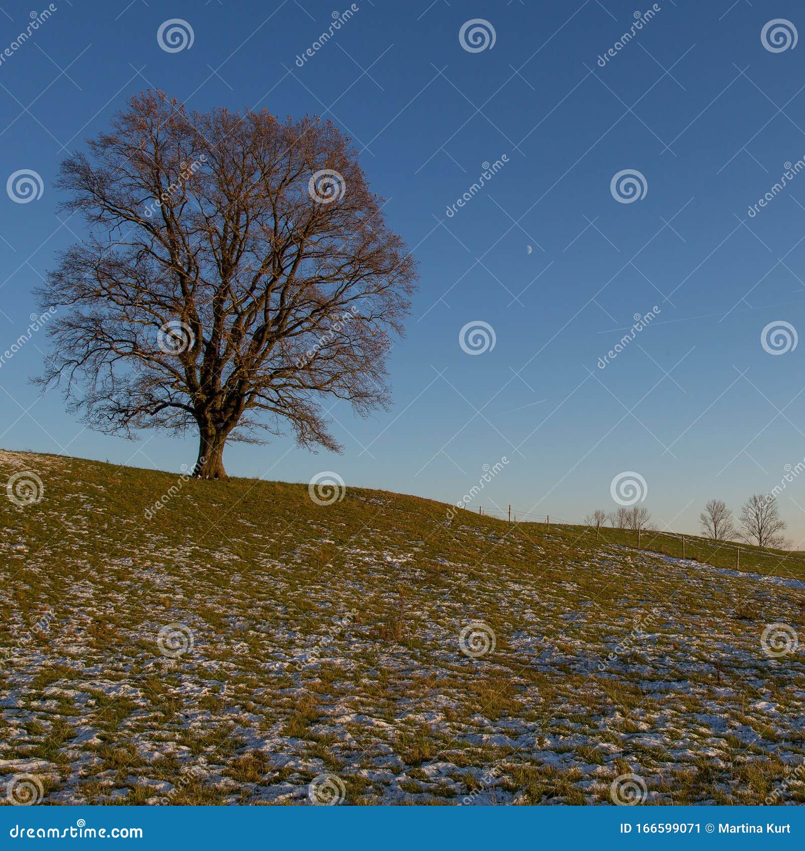 Beautiful Old Solitary Tree in the Field Stock Image - Image of fields ...