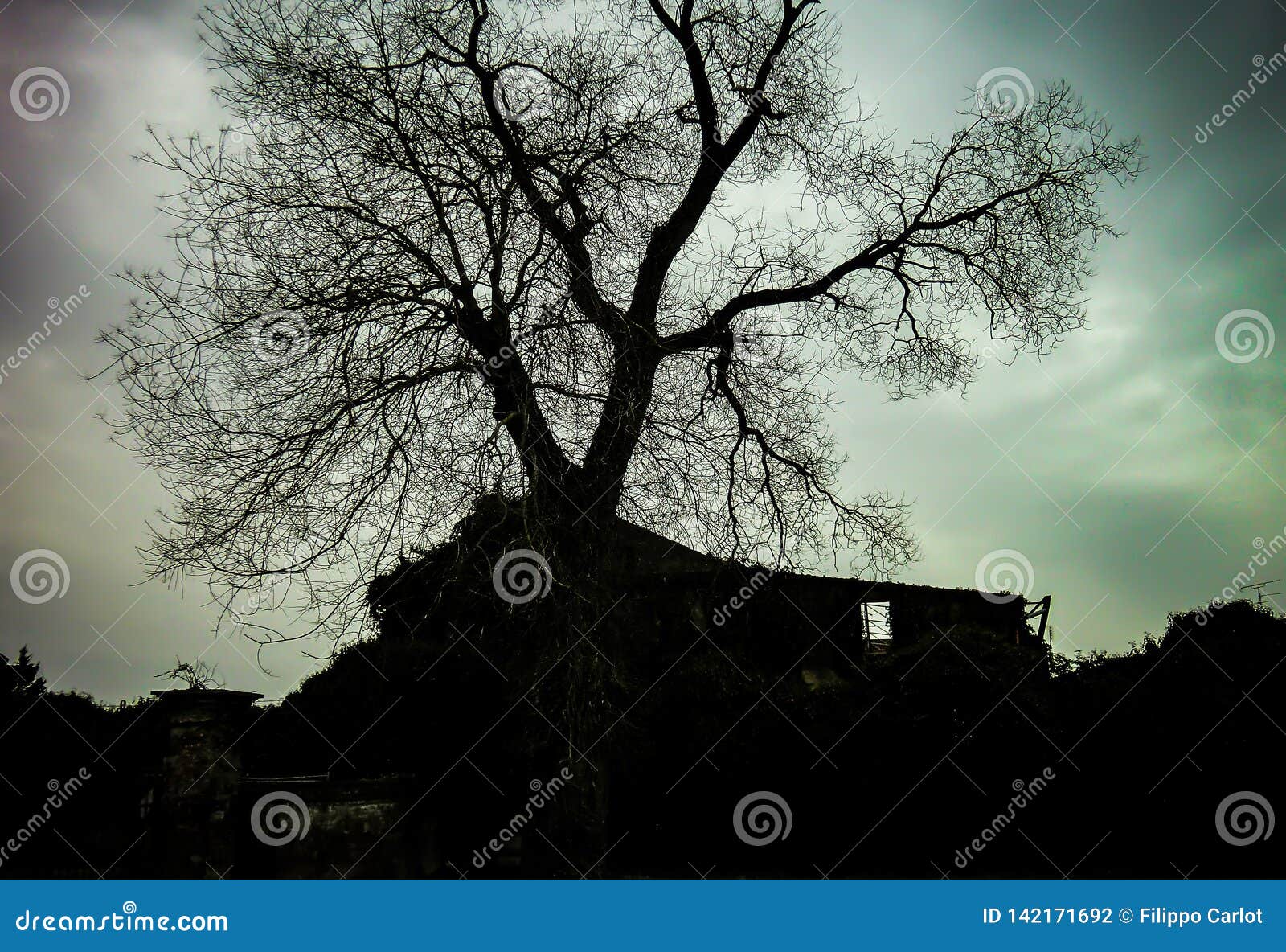 Beautiful old tree stock photo. Image of nature, death - 142171692