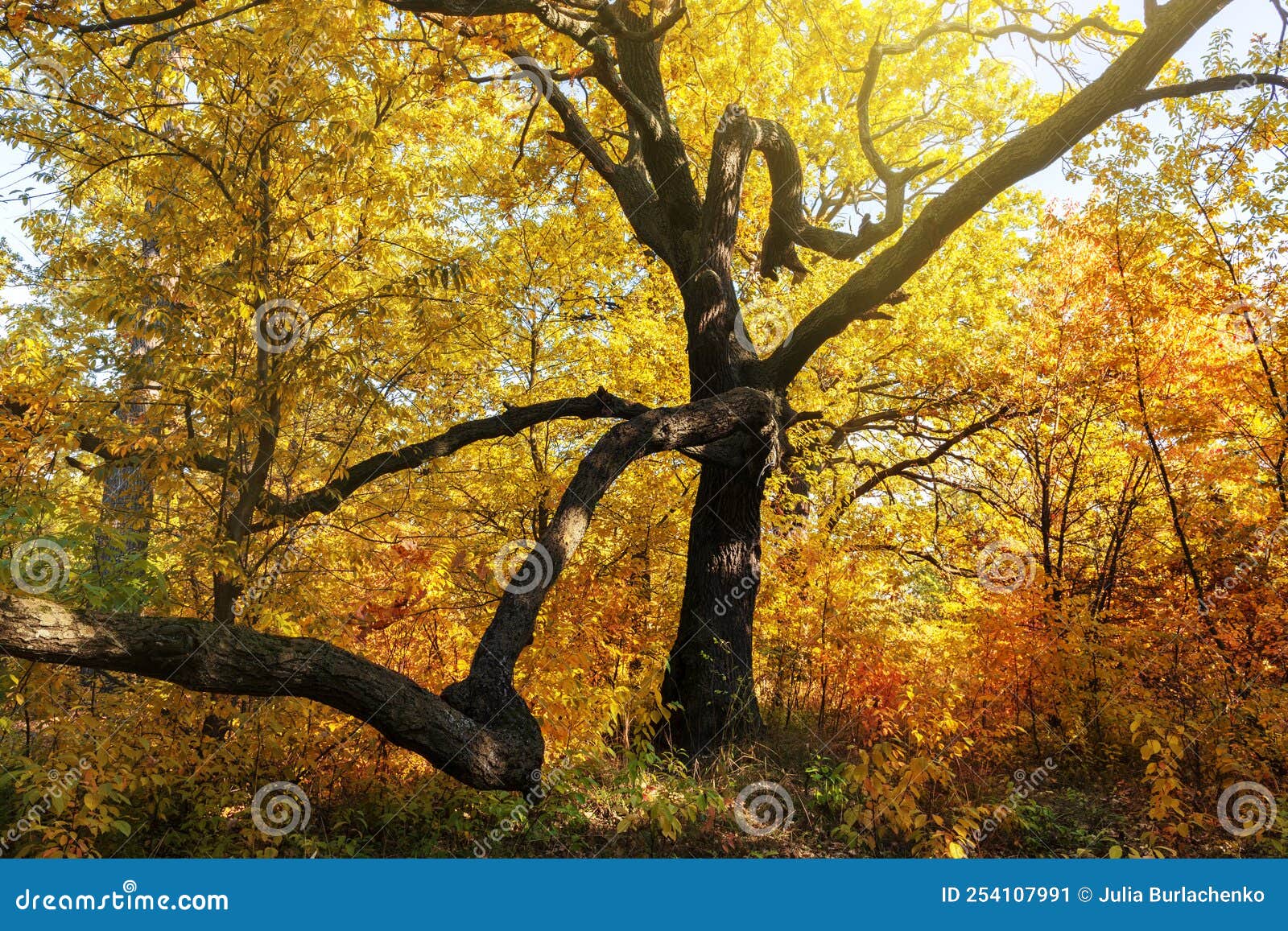 Beautiful Old Tree in the Fall Forest Stock Image - Image of nature ...