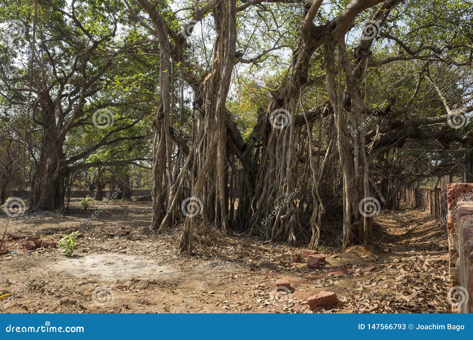 Beautiful Old Tree in Goa India Stock Image - Image of roots, outdoor ...