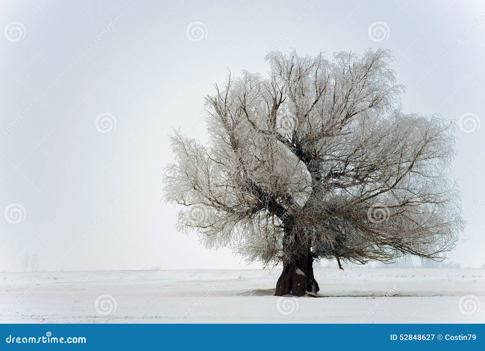Beautiful Old Tree in the Middle of Winter Stock Image - Image of ...