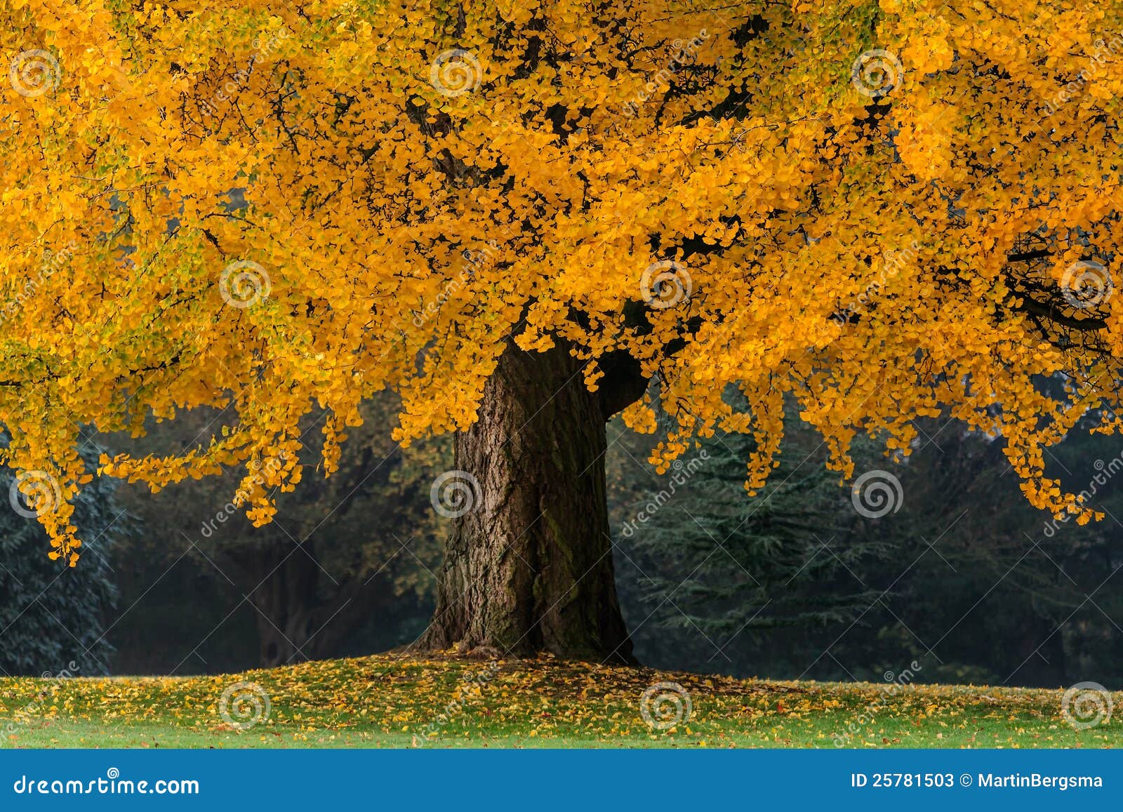 Beautiful Old Tree with Orange Leaves Stock Image - Image of large ...