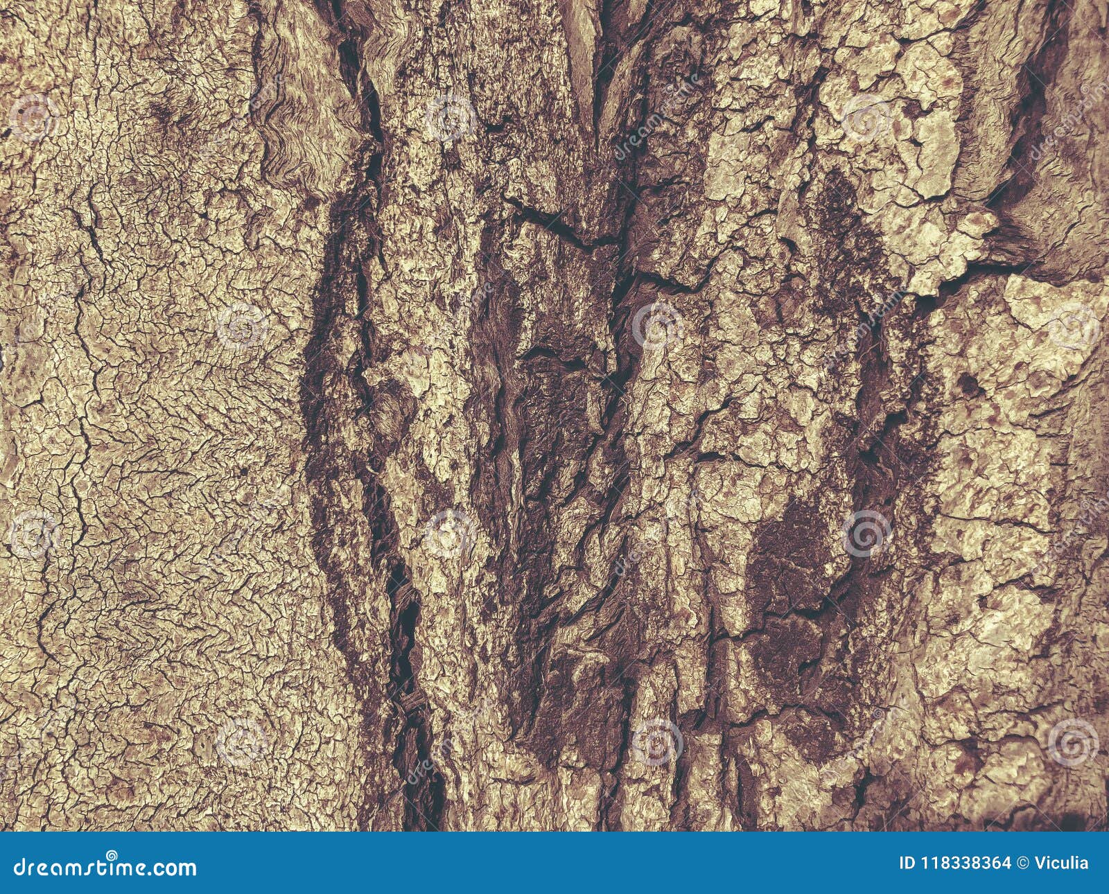 Beautiful Old Tree in the Park. Texture Background Close Up View Stock ...