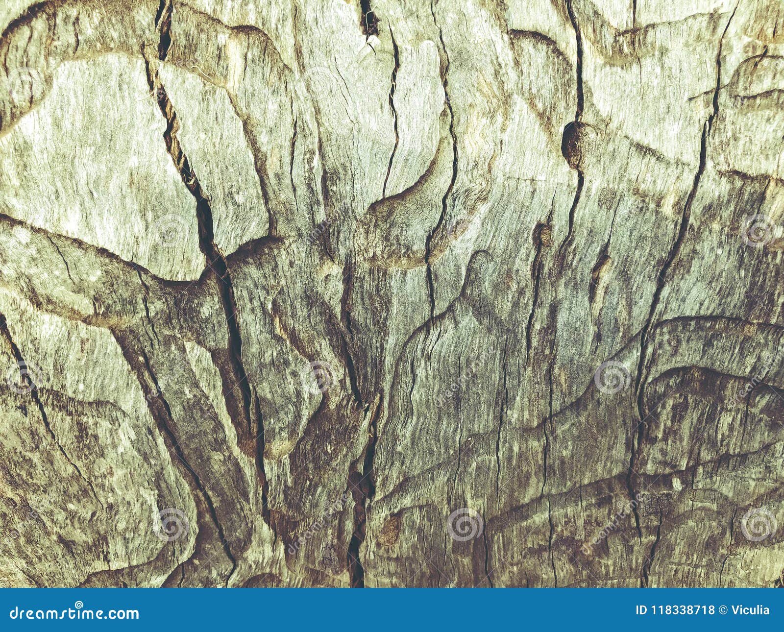 Beautiful Old Tree in the Park. Texture Background Close Up View Stock ...