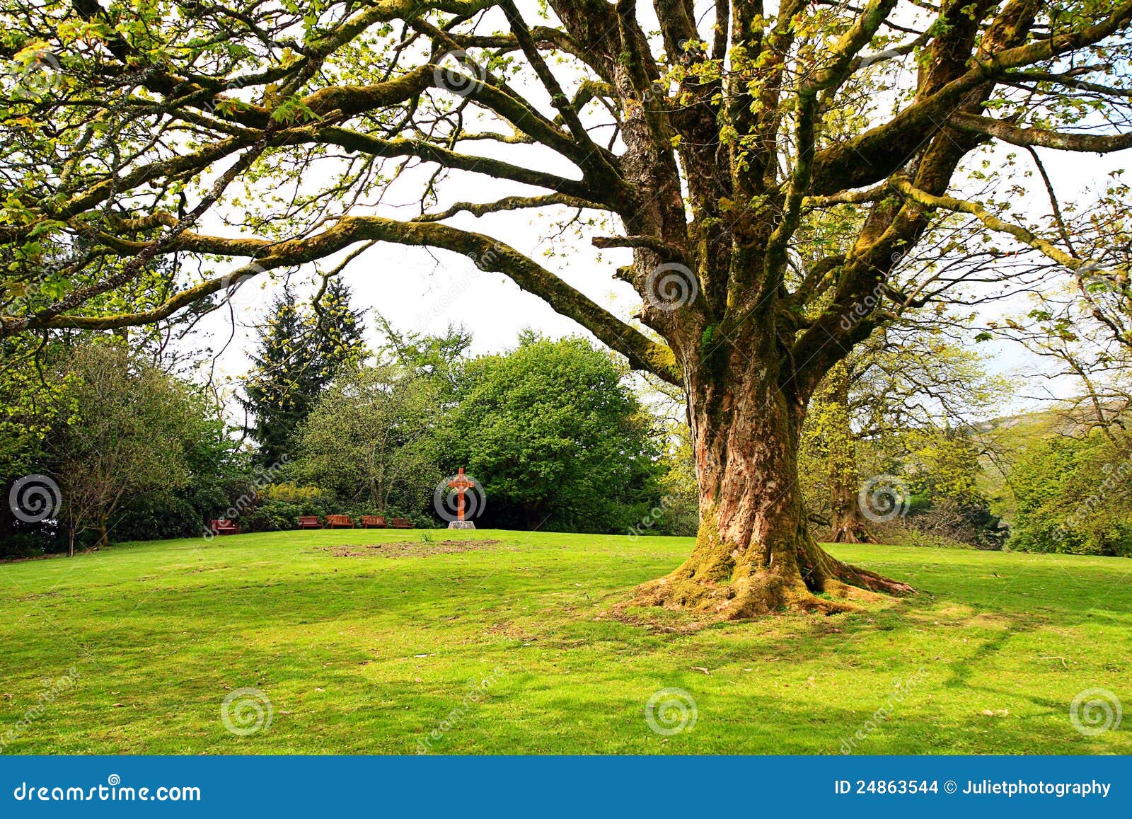 Beautiful Old Tree in Spring Stock Photo - Image of bright, beautiful ...