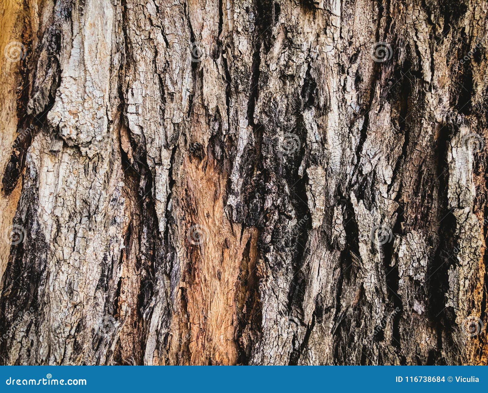Beautiful Old Tree in the Park. Texture Background Close Up View Stock ...