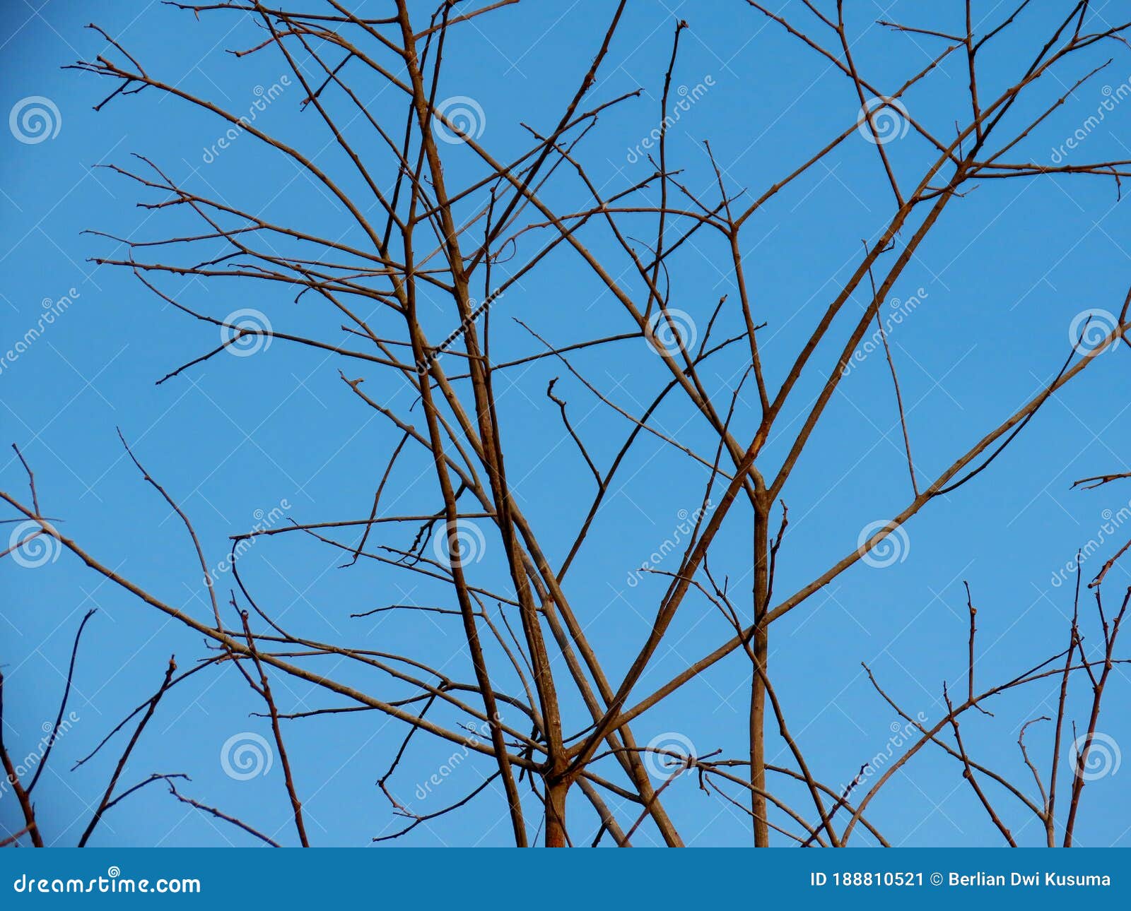 Beautiful Old Tree Twigs in the Morning Stock Image - Image of single ...
