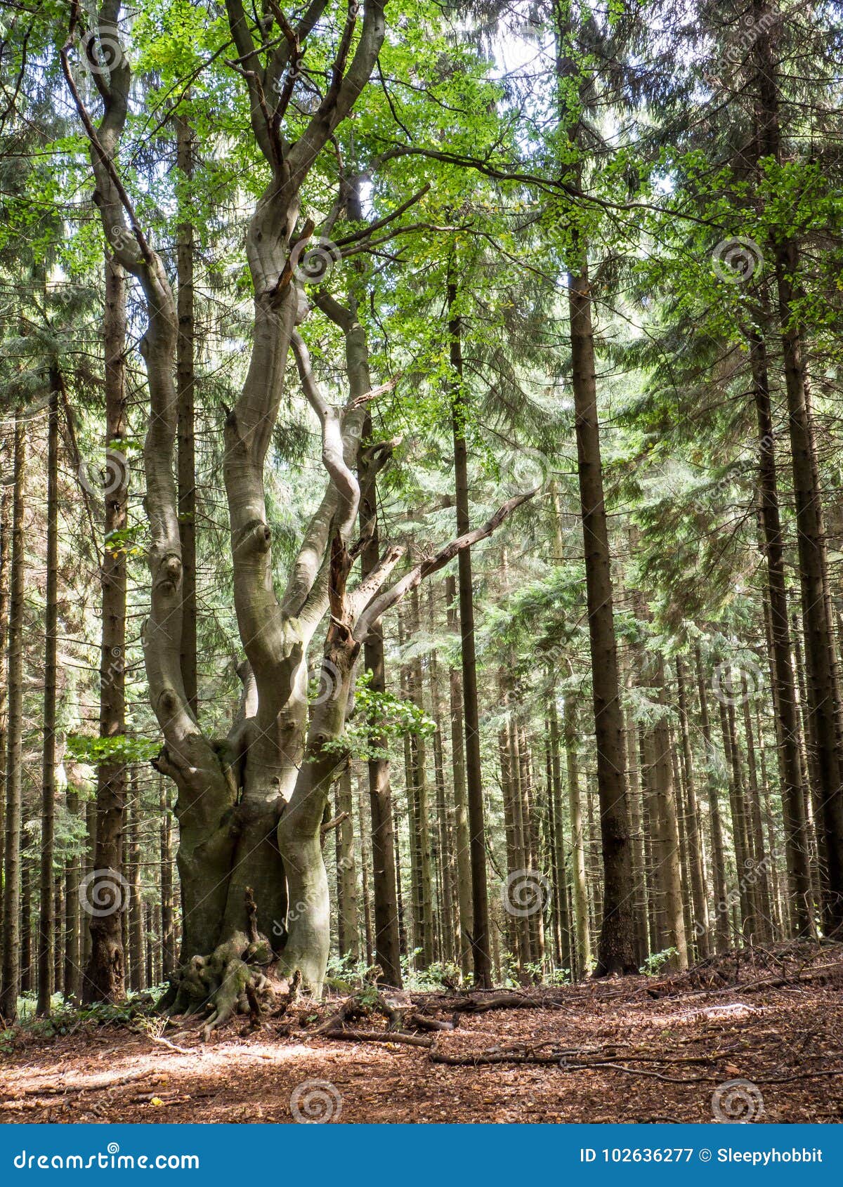 Old tree in the forest stock image. Image of root, giant - 102636277