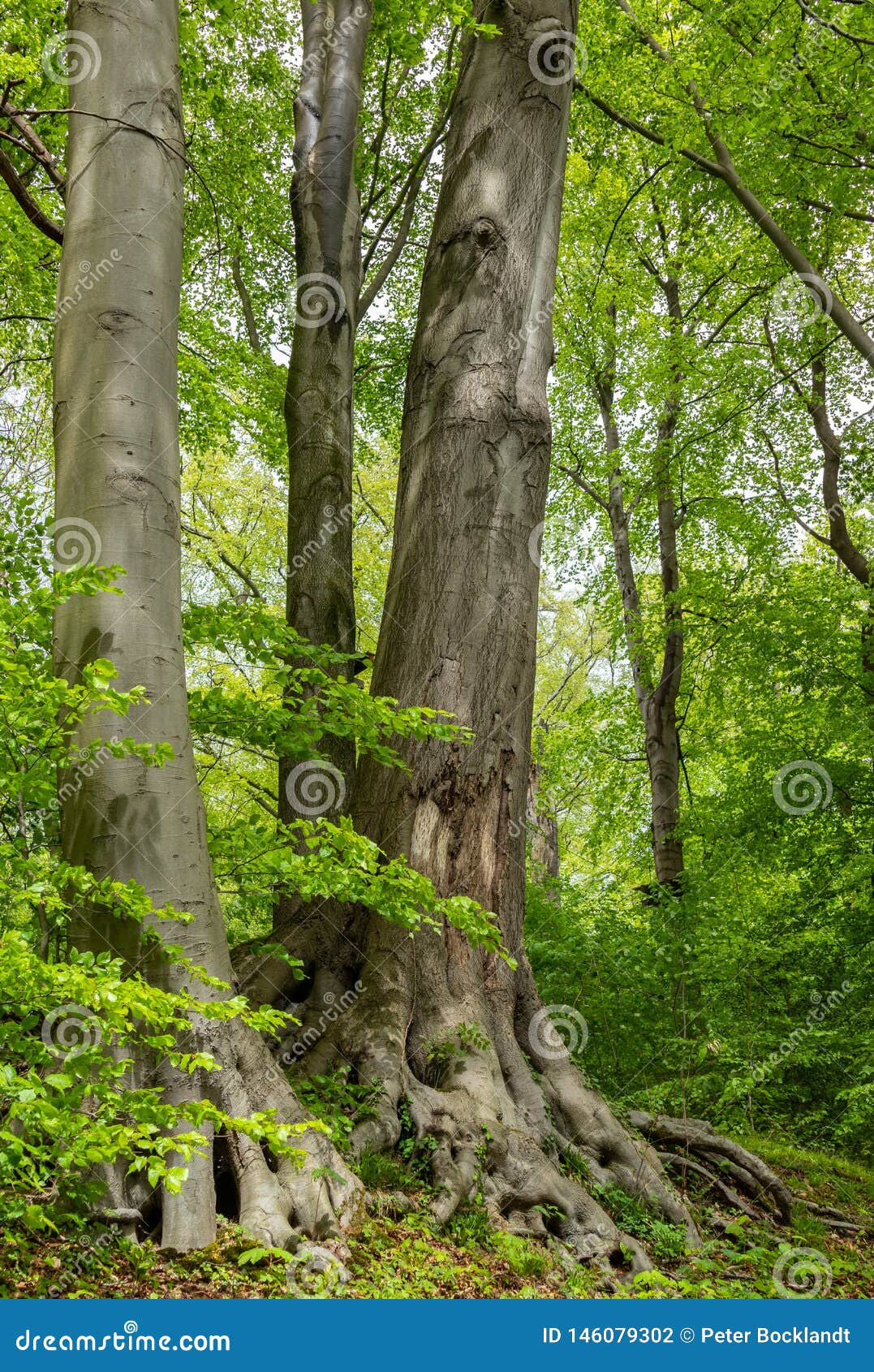 Beautiful Old Trees in a Forest Stock Photo - Image of scenery ...