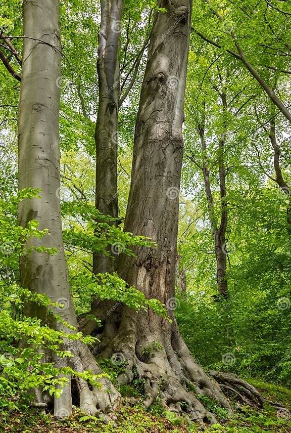 Beautiful Old Trees in a Forest Stock Photo - Image of scenery ...