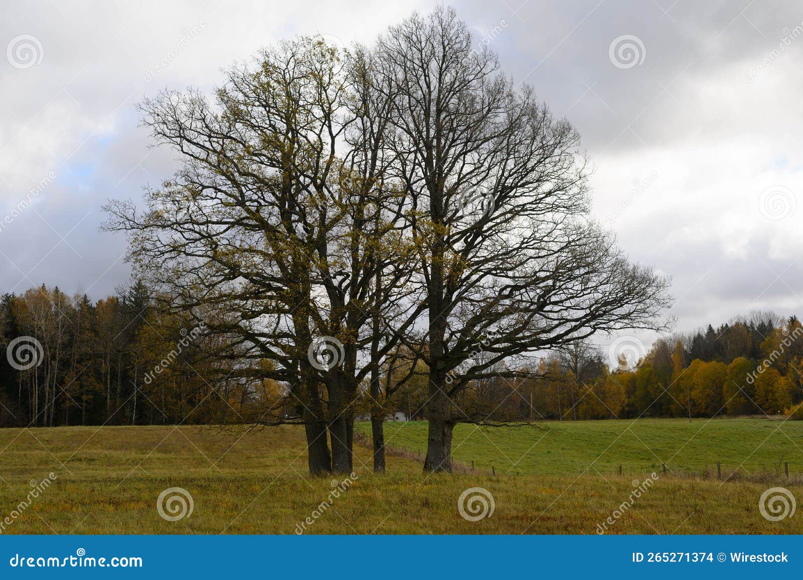 Beautiful Old Trees with Withered Branches in a Vast Field Under a ...