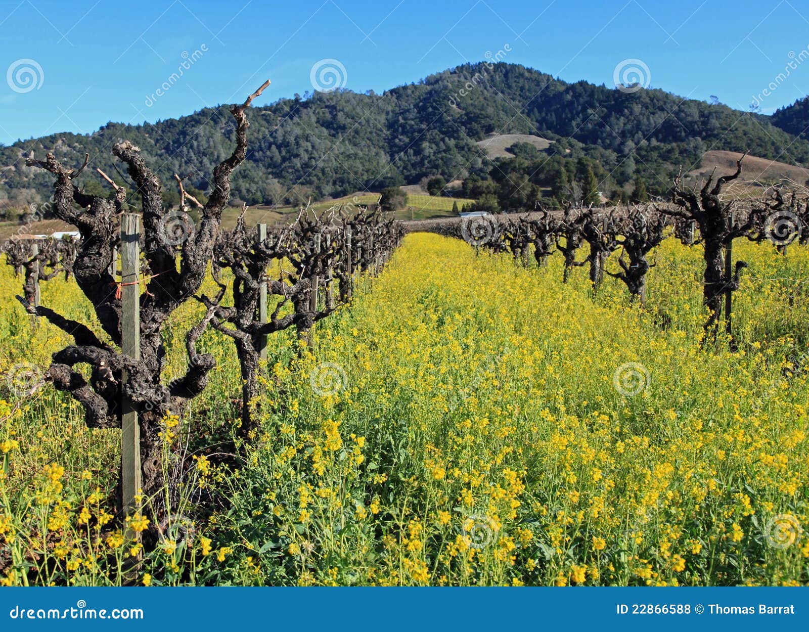 Beautiful Old Vines in the Vineyard Stock Photo - Image of drink ...