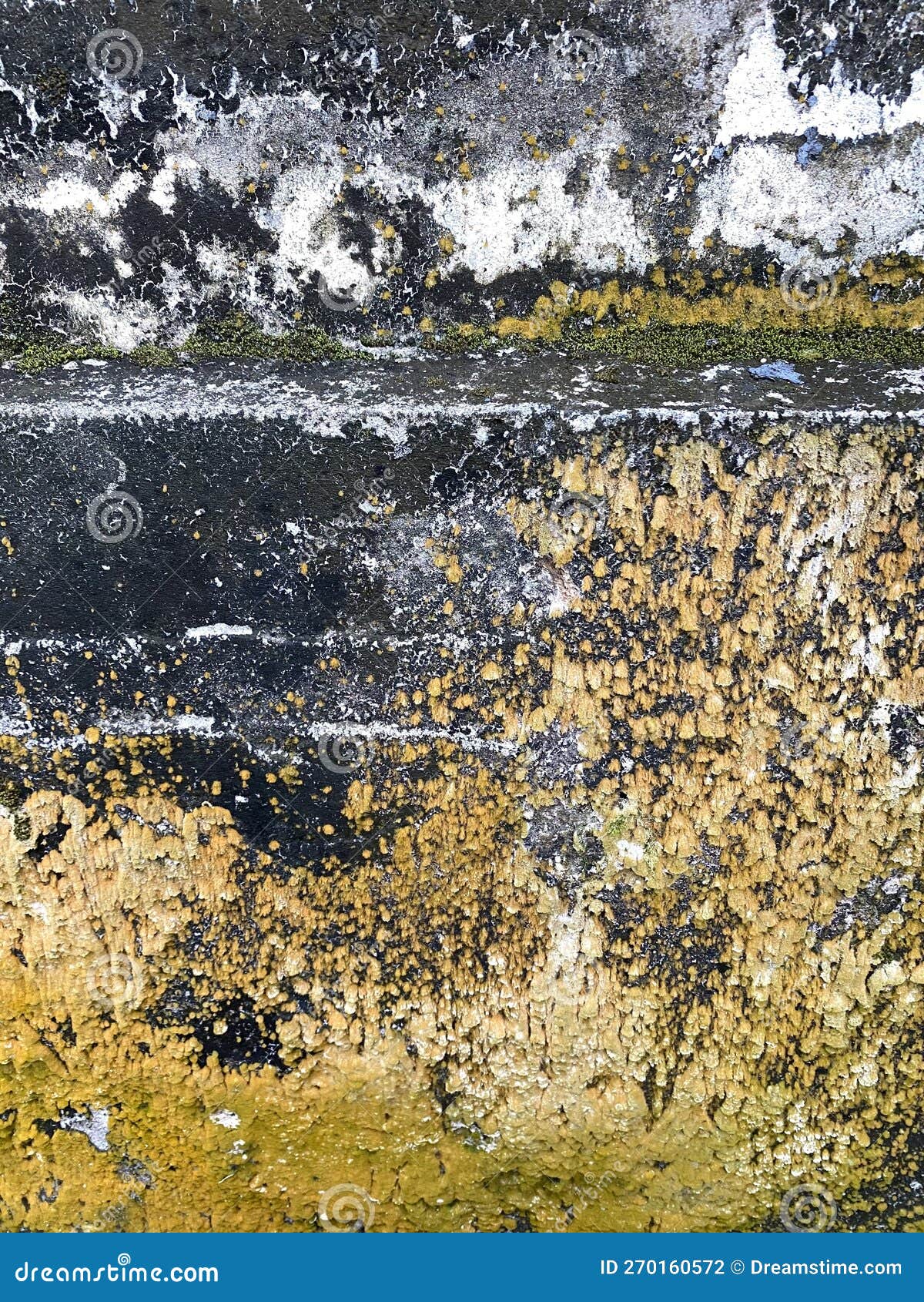 Dry moss textured walls stock photo. Image of soil, pattern - 270160572