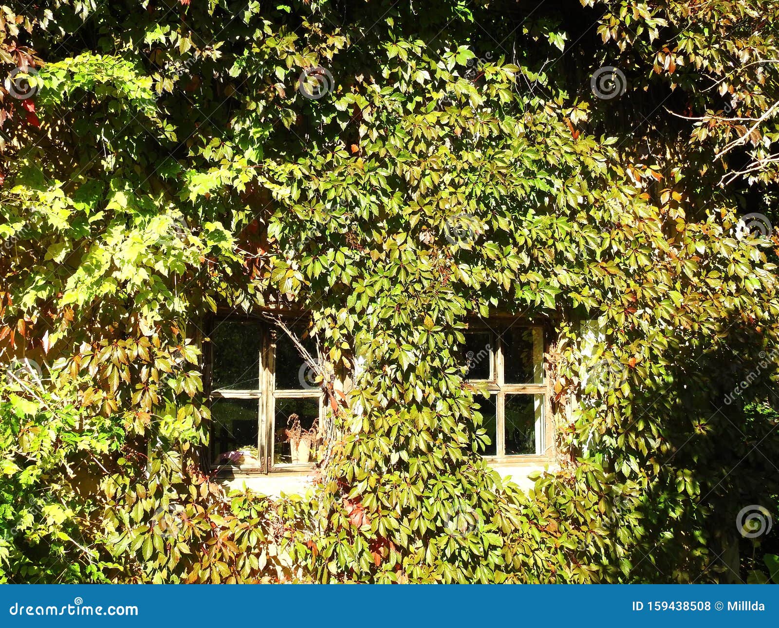 Old Home Window and Creeper, Lithuania Stock Photo - Image of ...