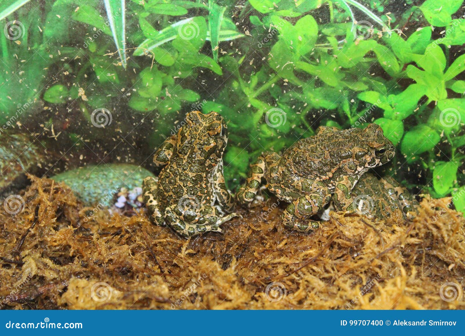 A beautiful olive toad stock photo. Image of toad, animal - 99707400