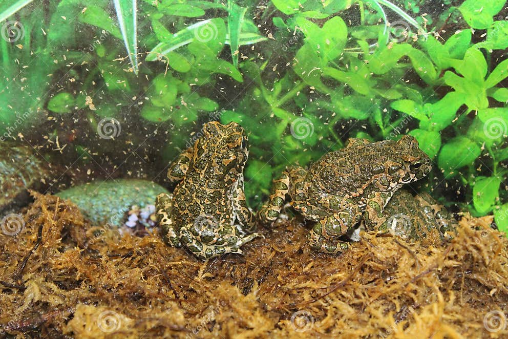 A beautiful olive toad stock photo. Image of toad, animal - 99707400