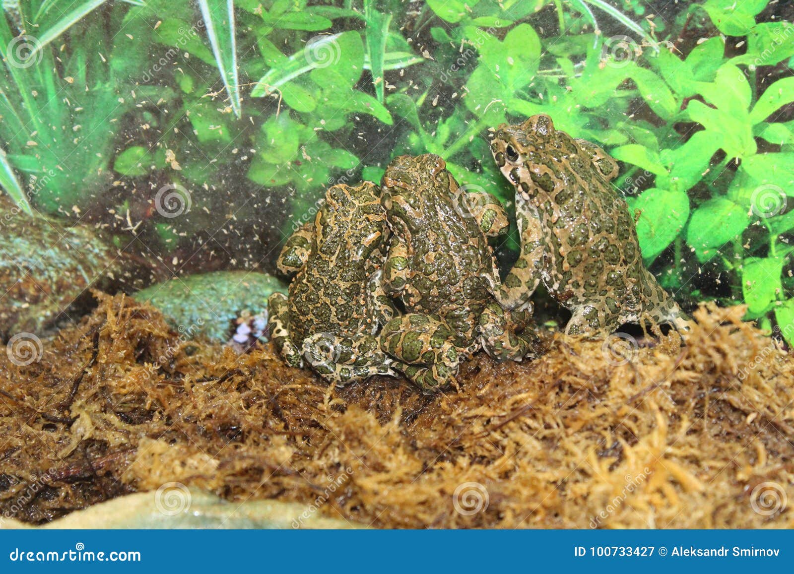 A beautiful toad stock image. Image of natural, green - 100733427