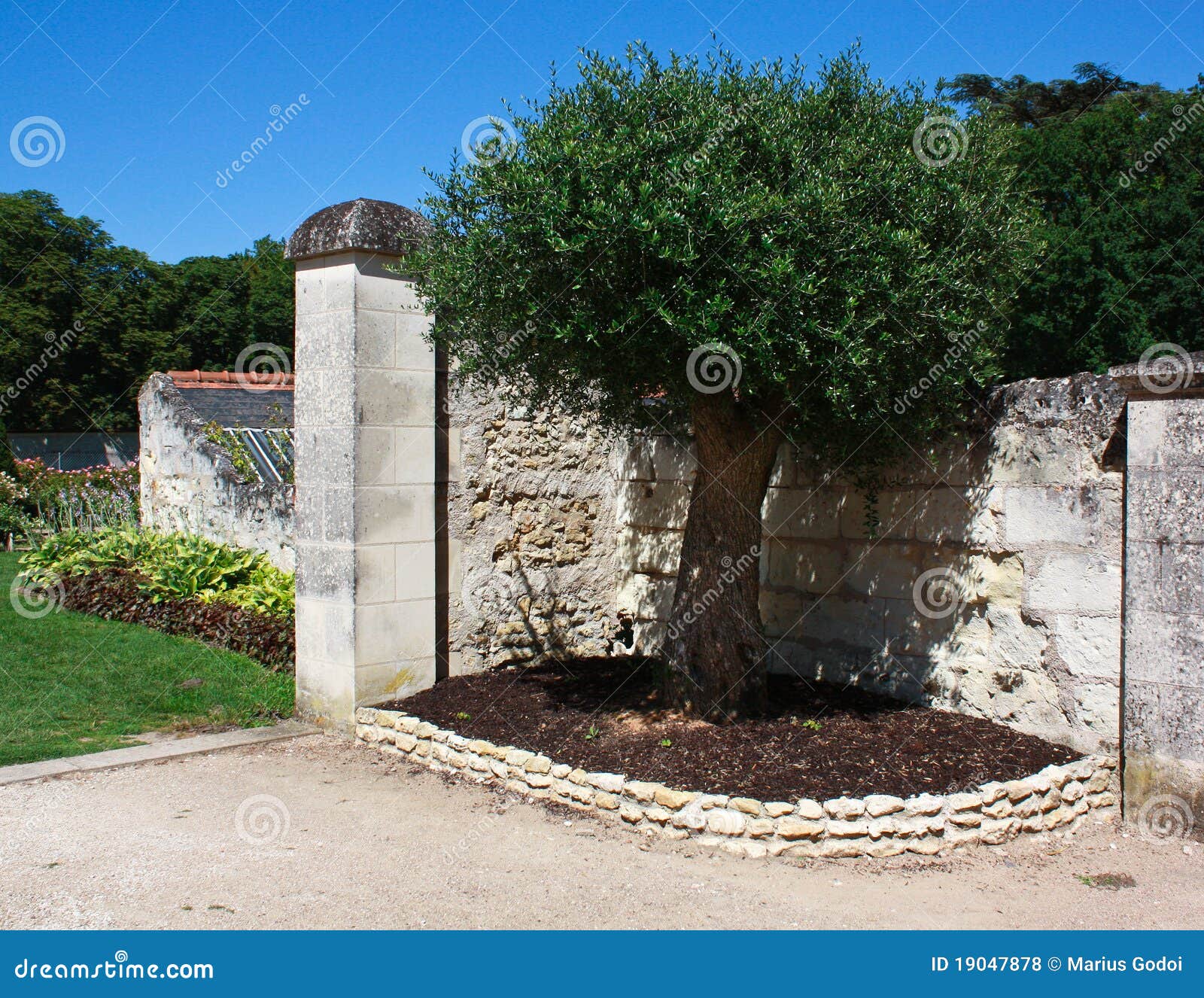 Beautiful olive tree stock photo. Image of france, chateau - 19047878