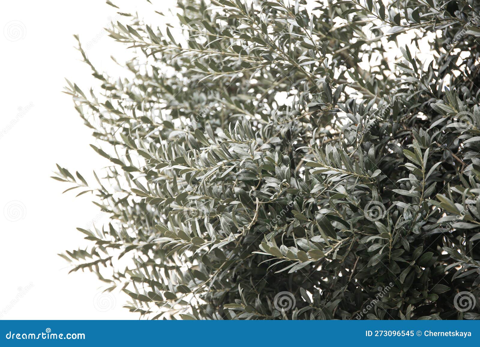 Beautiful Olive Tree with Green Leaves Outdoors, Closeup Stock Image ...