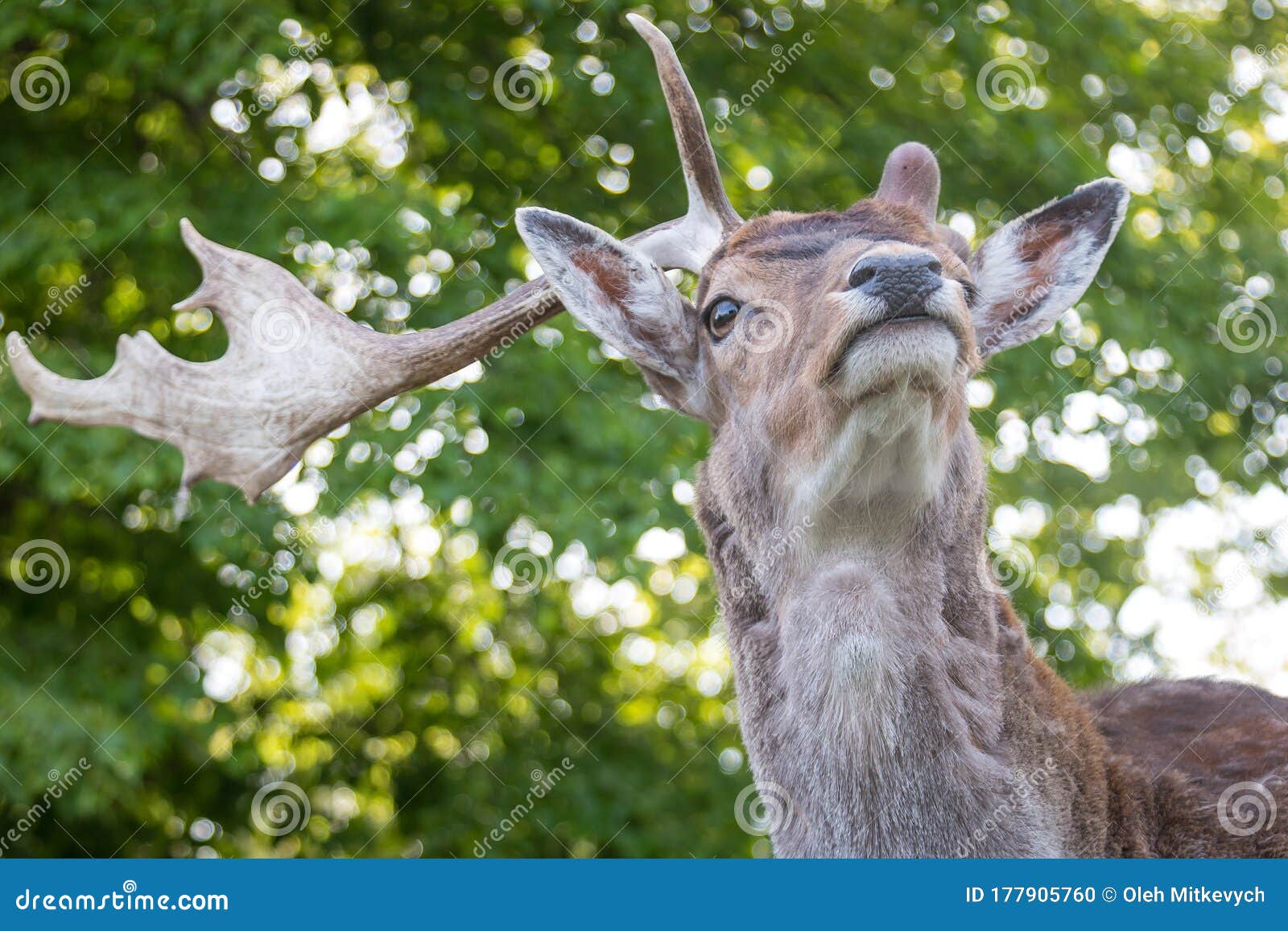 Raised Head of a Gray Deer with One Right Horn on a Green Background ...