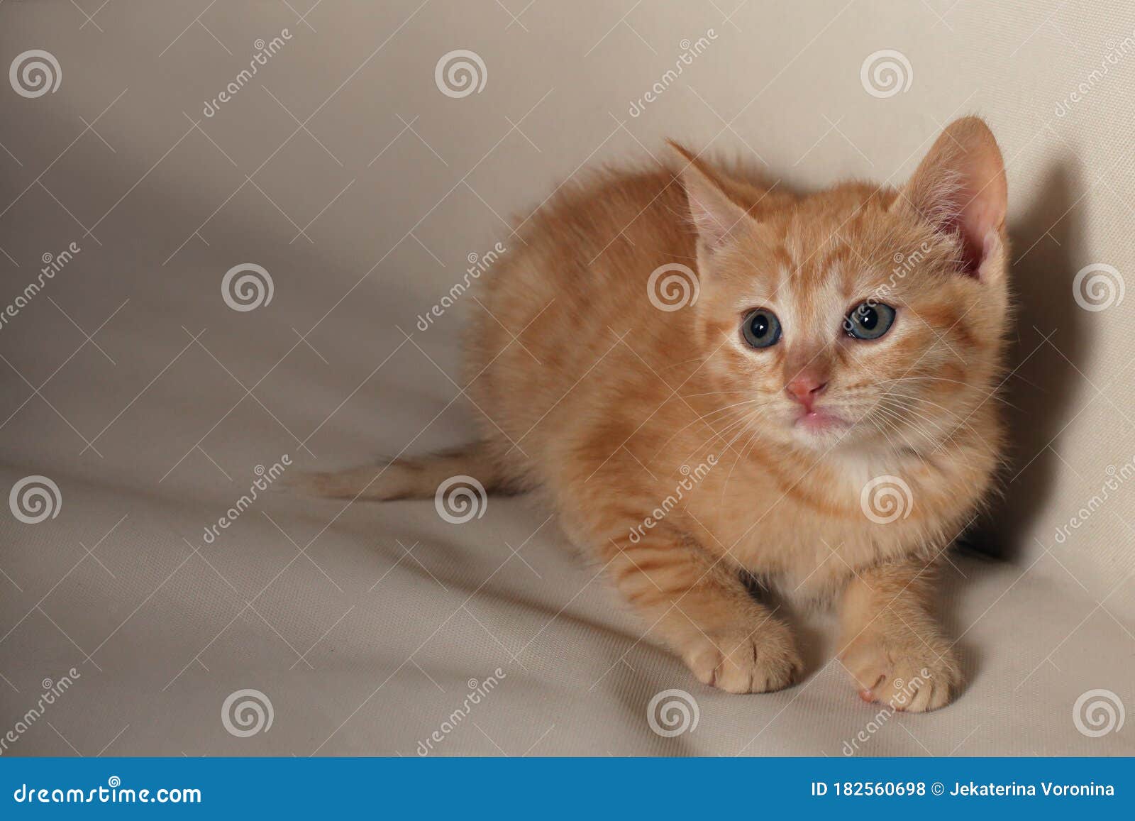 Beautiful One Month Old Kitten Looks with Interest Stock Photo - Image ...